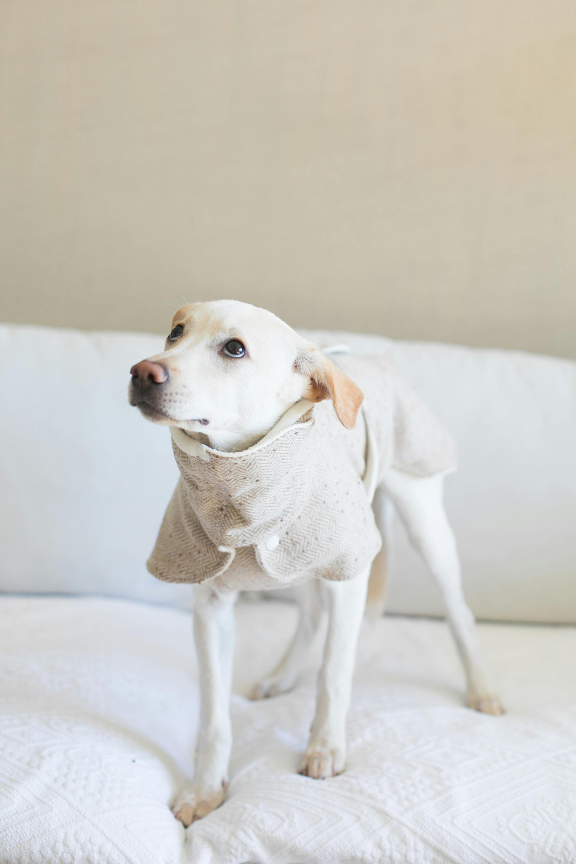 Dog In Jumper Photos, Download The BEST Free Dog In Jumper Stock Photos ...