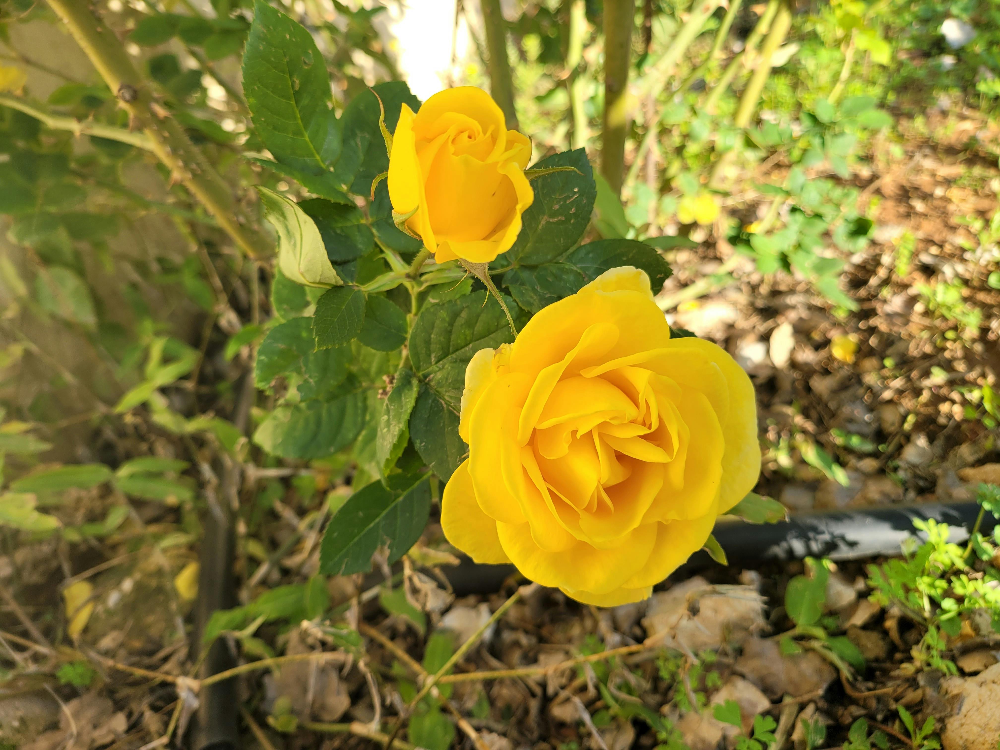 Flowers 11 Photos & Videos Collected by Sawsan Zabad