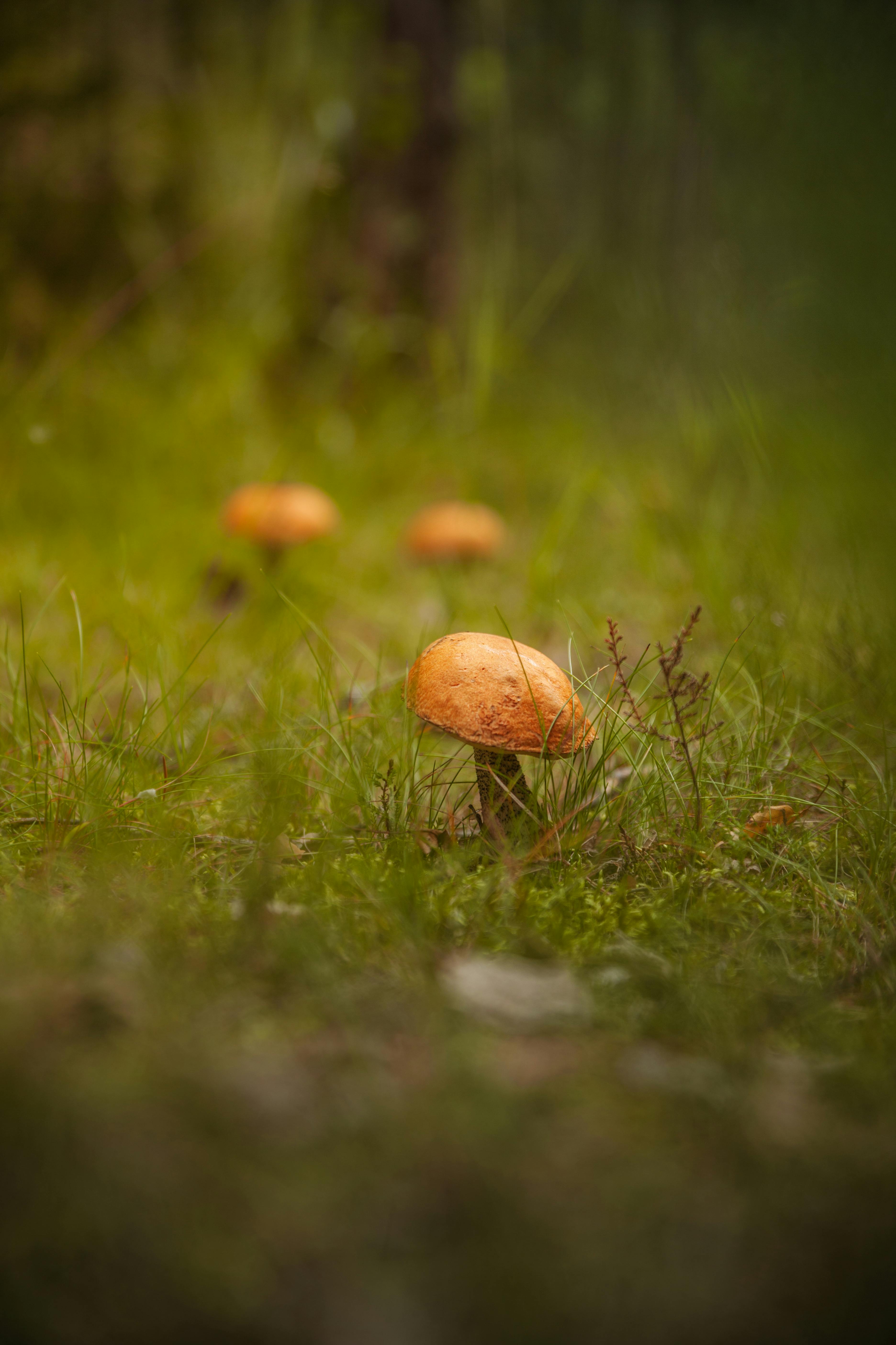 Close-up of a Mushroom · Free Stock Photo