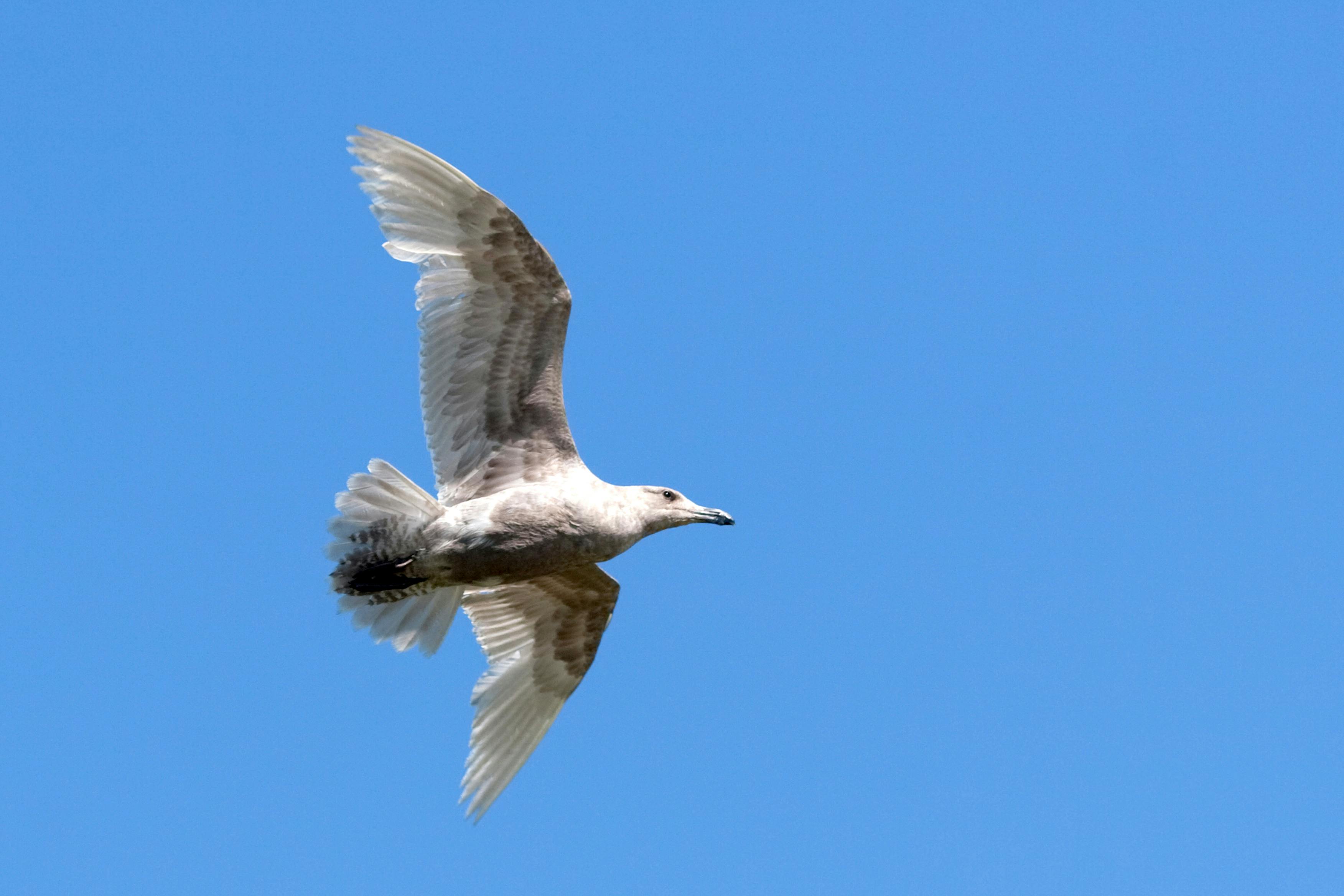 White Bird Flying in the Sky · Free Stock Photo