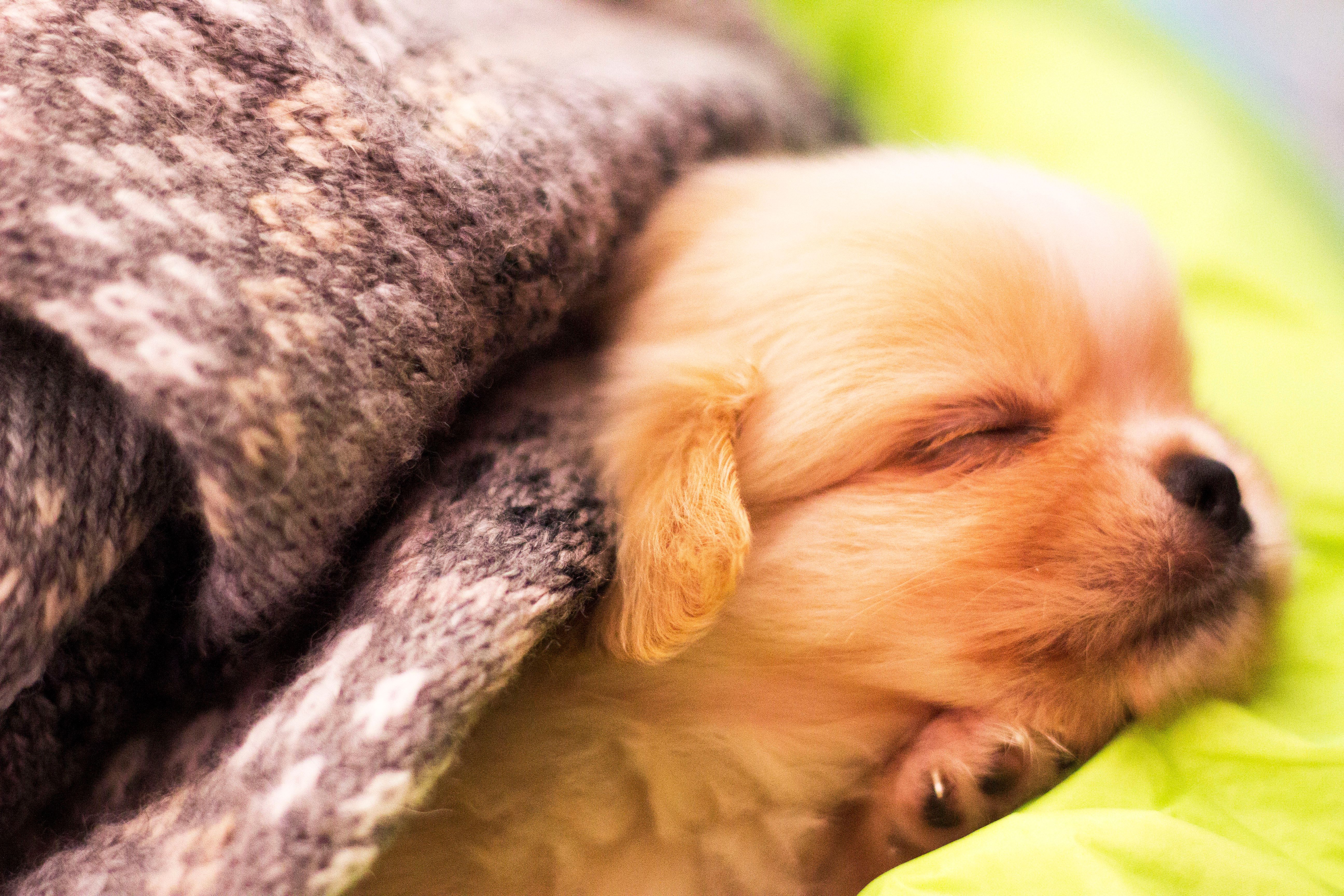 free-stock-photo-of-baby-dog-dog-pets