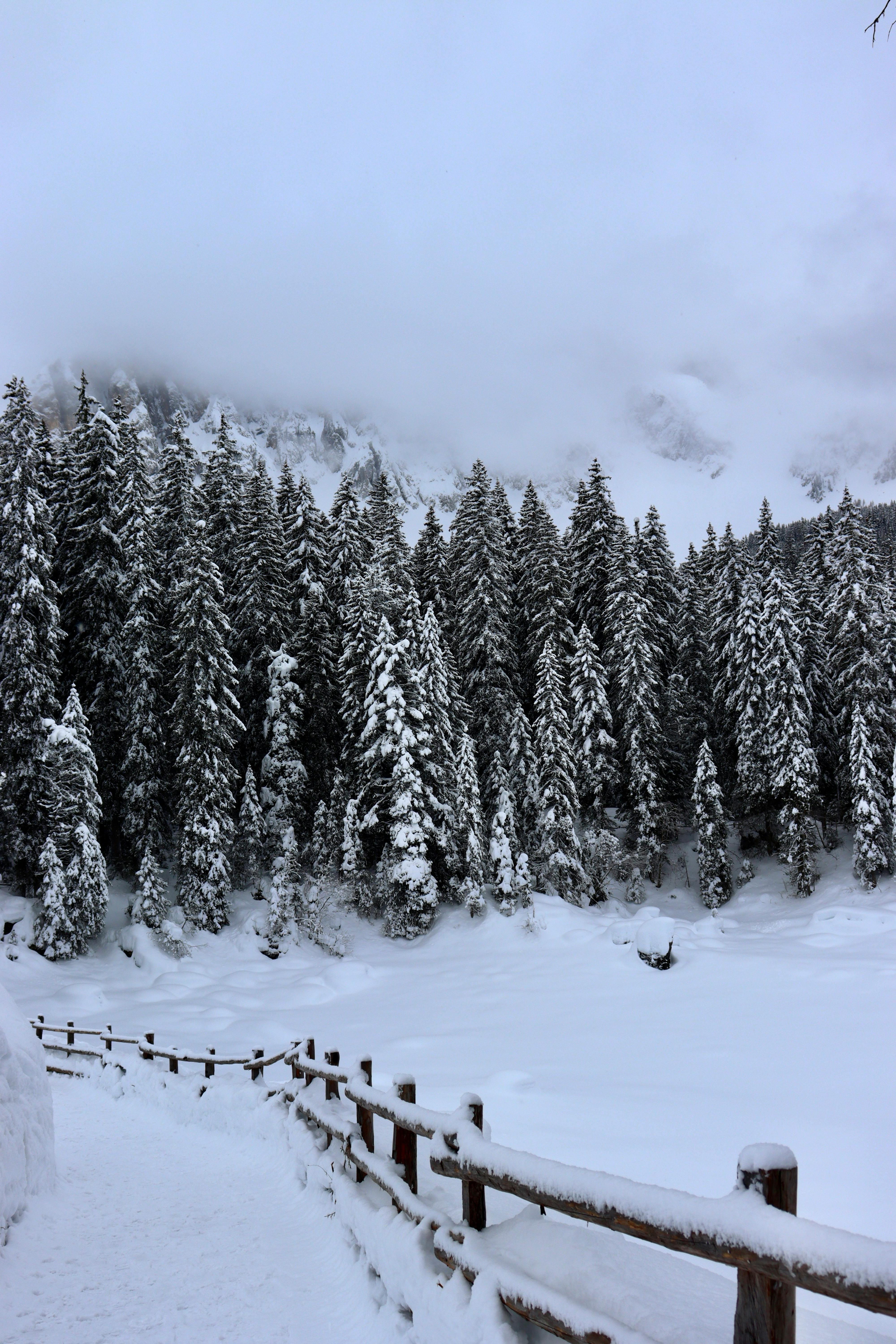 Icy Pine Trees · Free Stock Photo