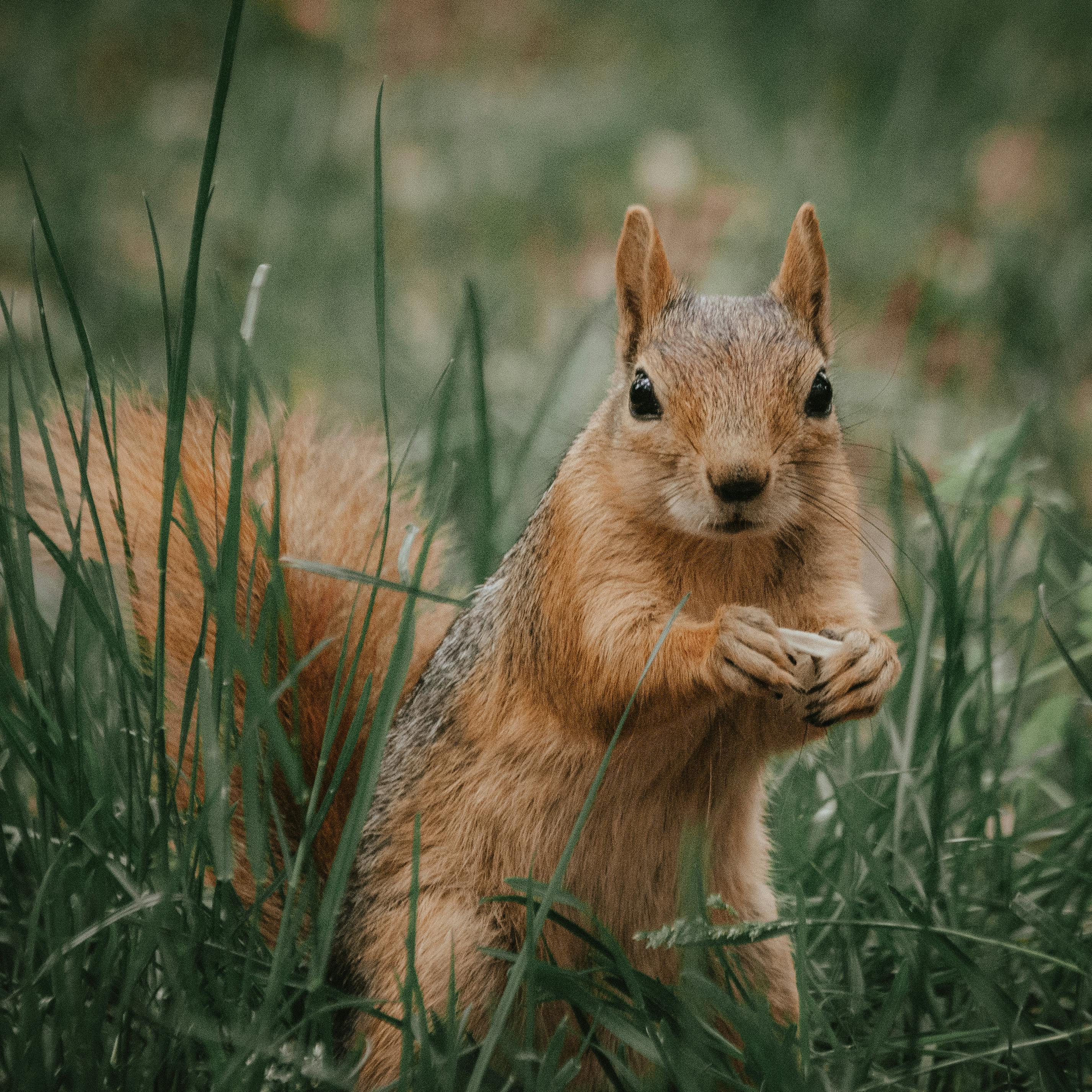 Close-up of a Squirrel · Free Stock Photo