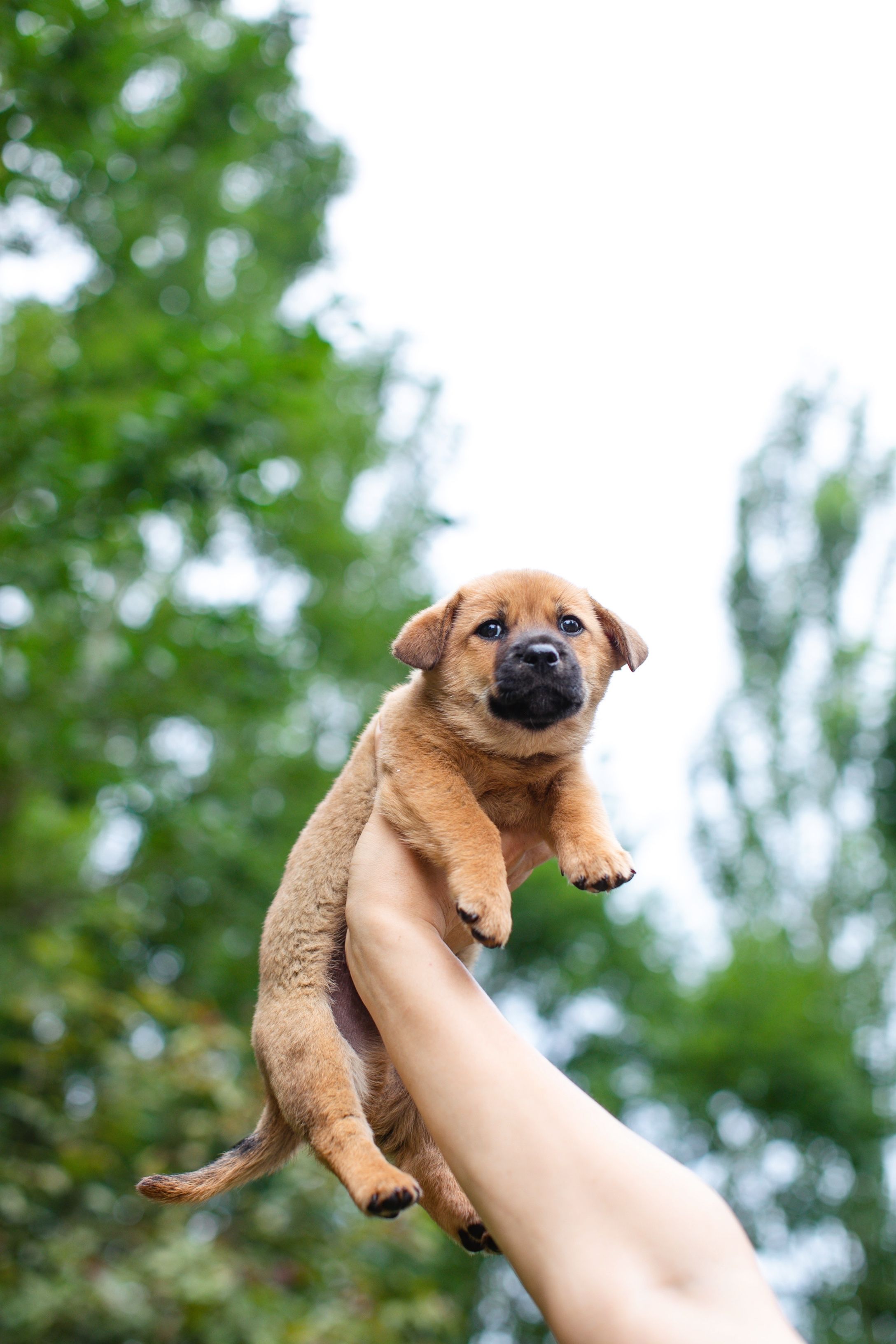 Dog Dressed Like a King Sitting on a Sofa Chair · Free Stock Photo