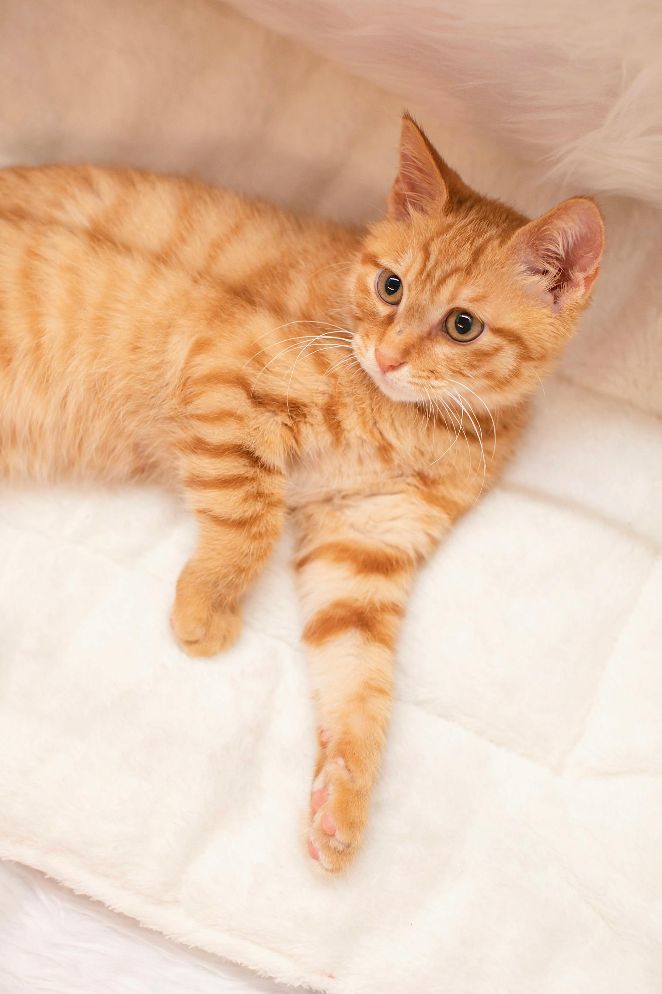 qiana zhang - 写真