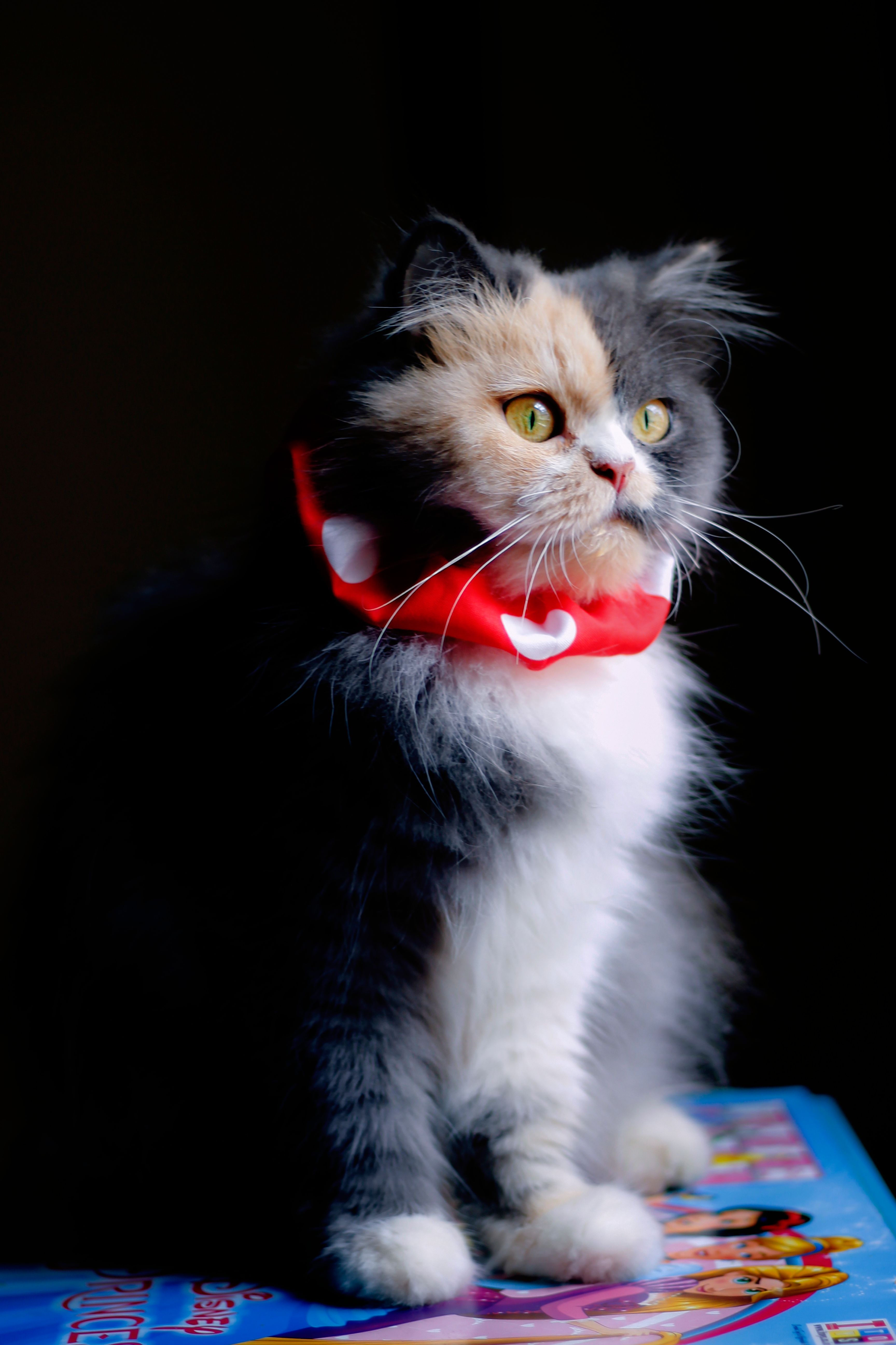 A Cute Cat with Red Scarf on It's Neck · Free Stock Photo