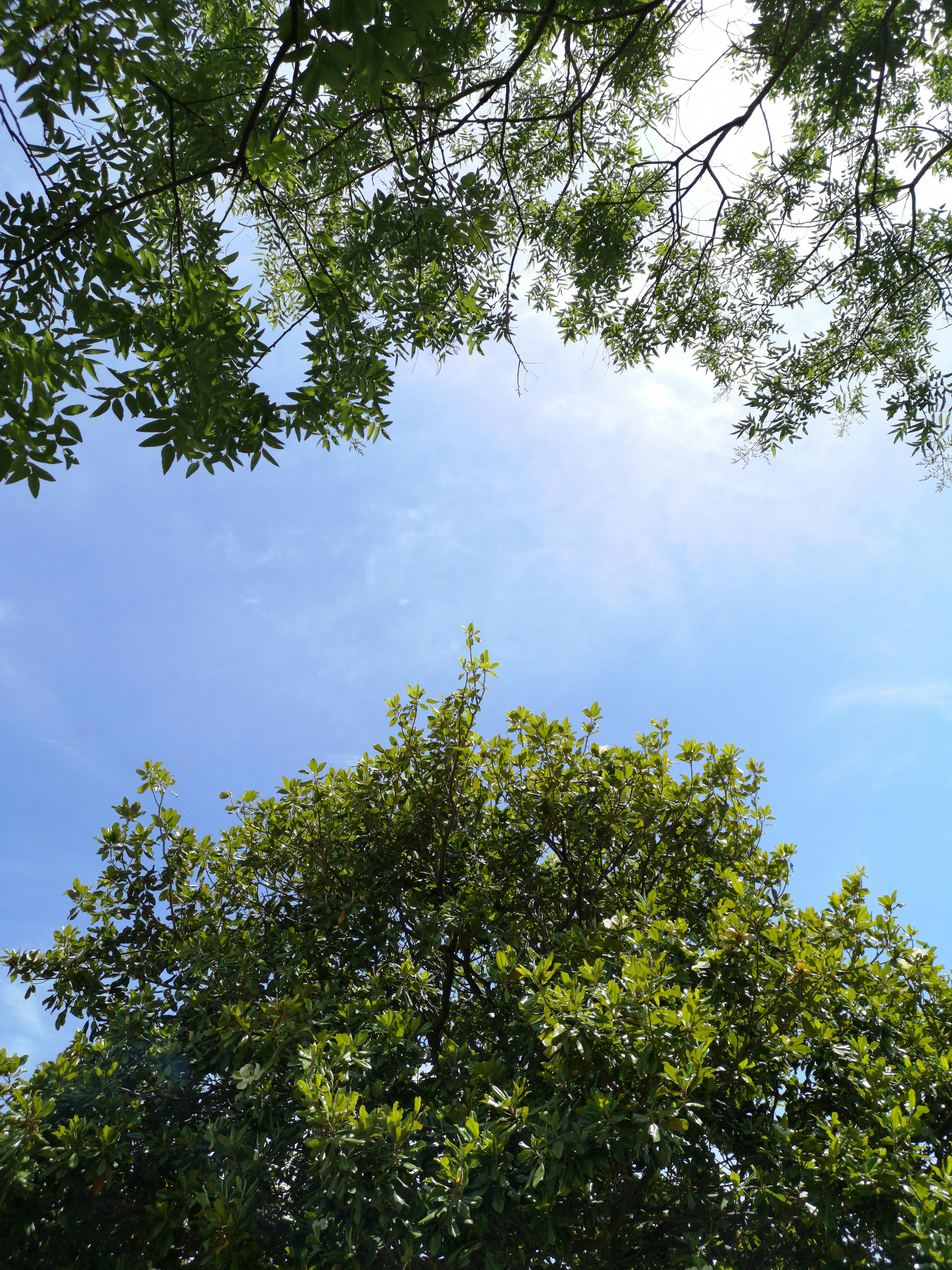 A Green Trees Under the Blue Sky · Free Stock Photo