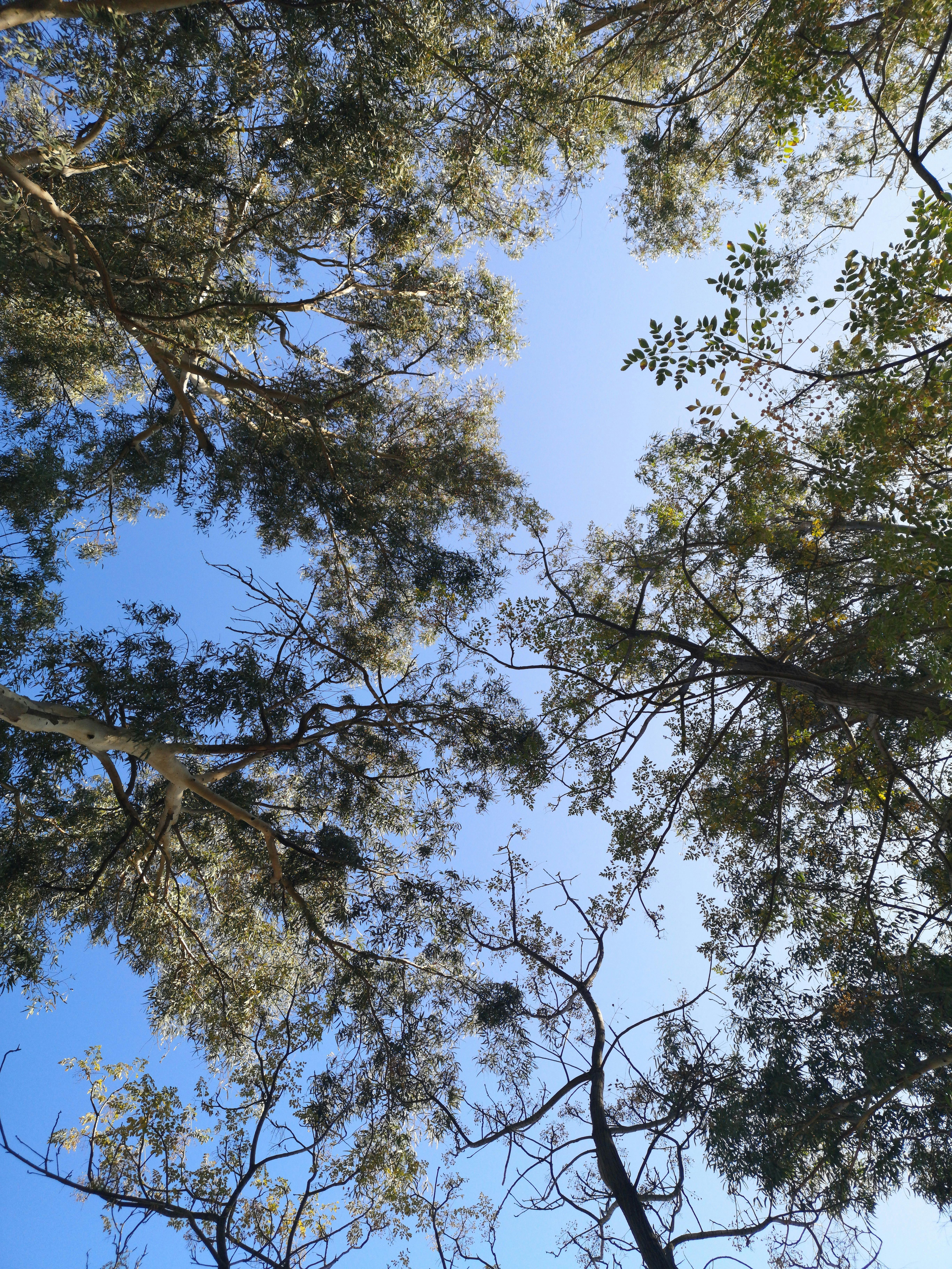 Low Angle Photography Of Trees · Free Stock Photo