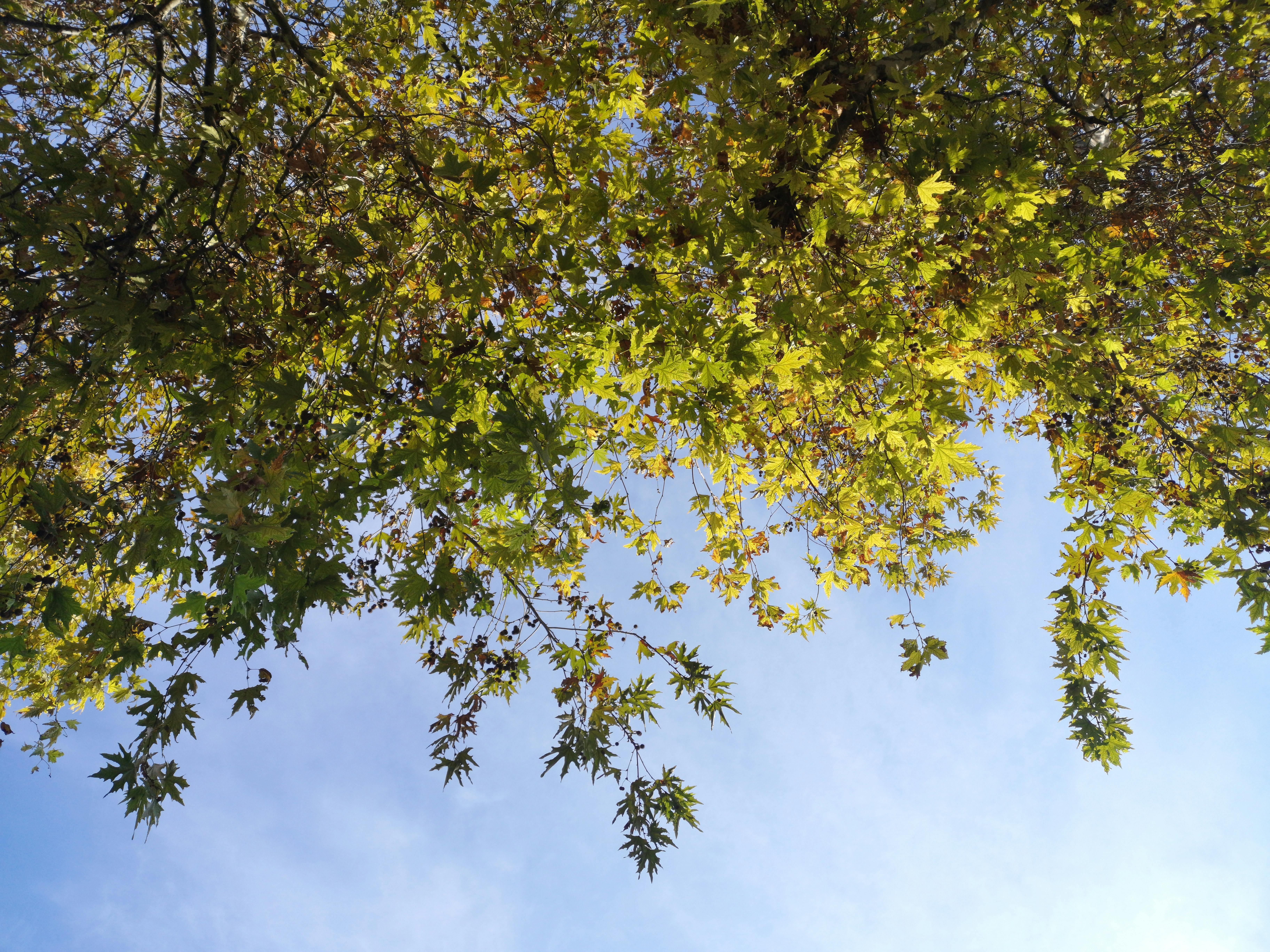 Green Tree Leaves · Free Stock Photo