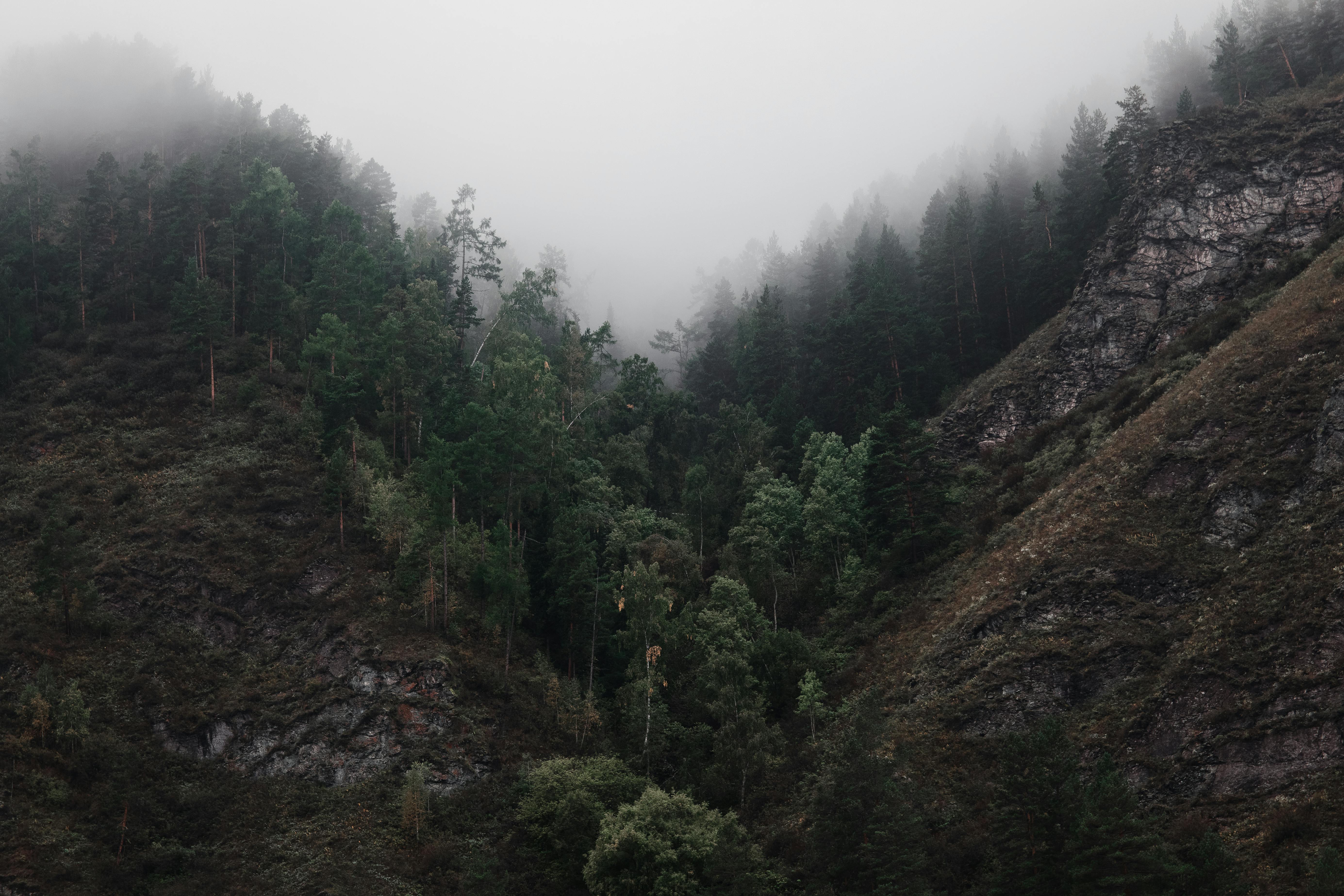 Trees Near River · Free Stock Photo