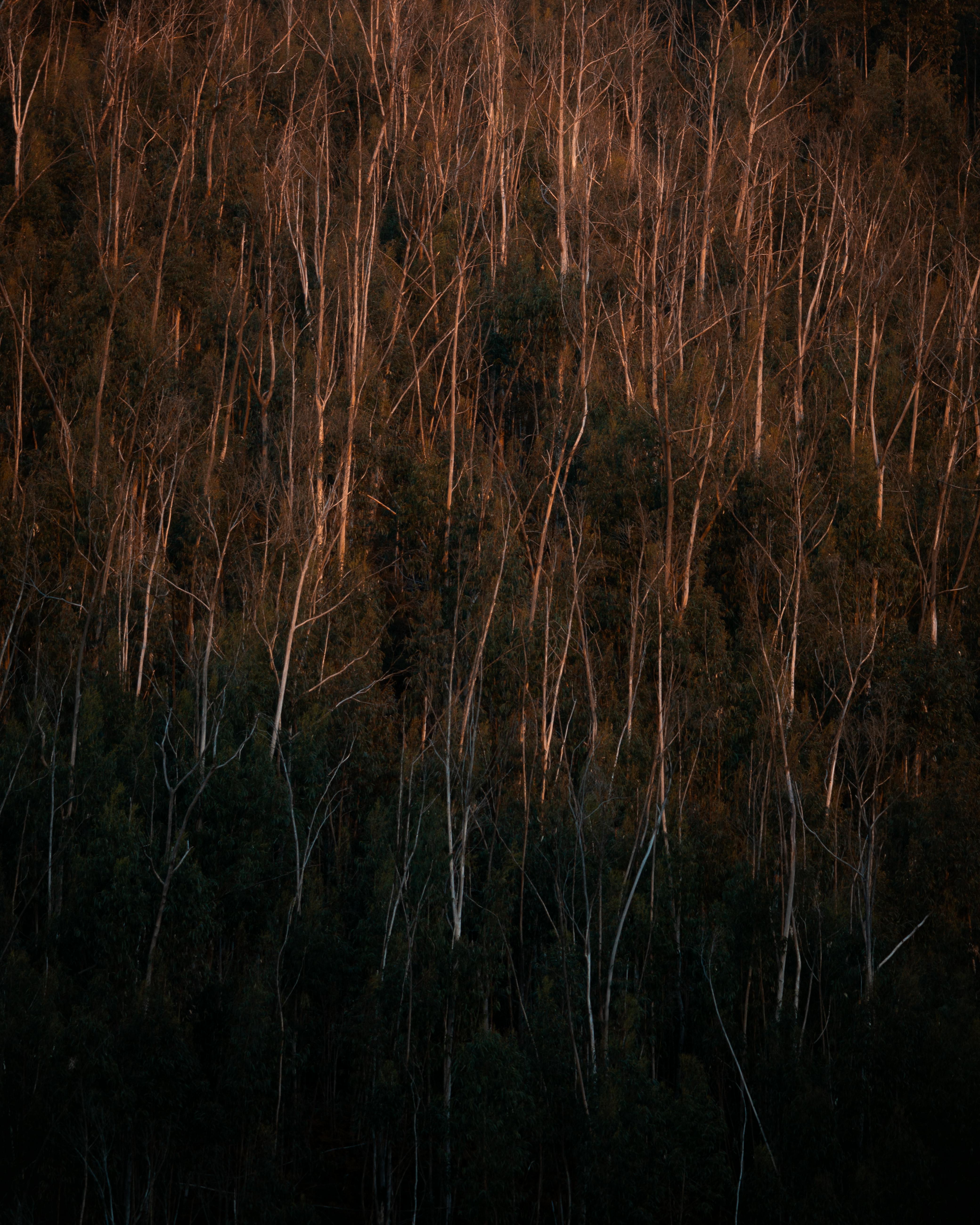 Leafless Trees in the Forest · Free Stock Photo
