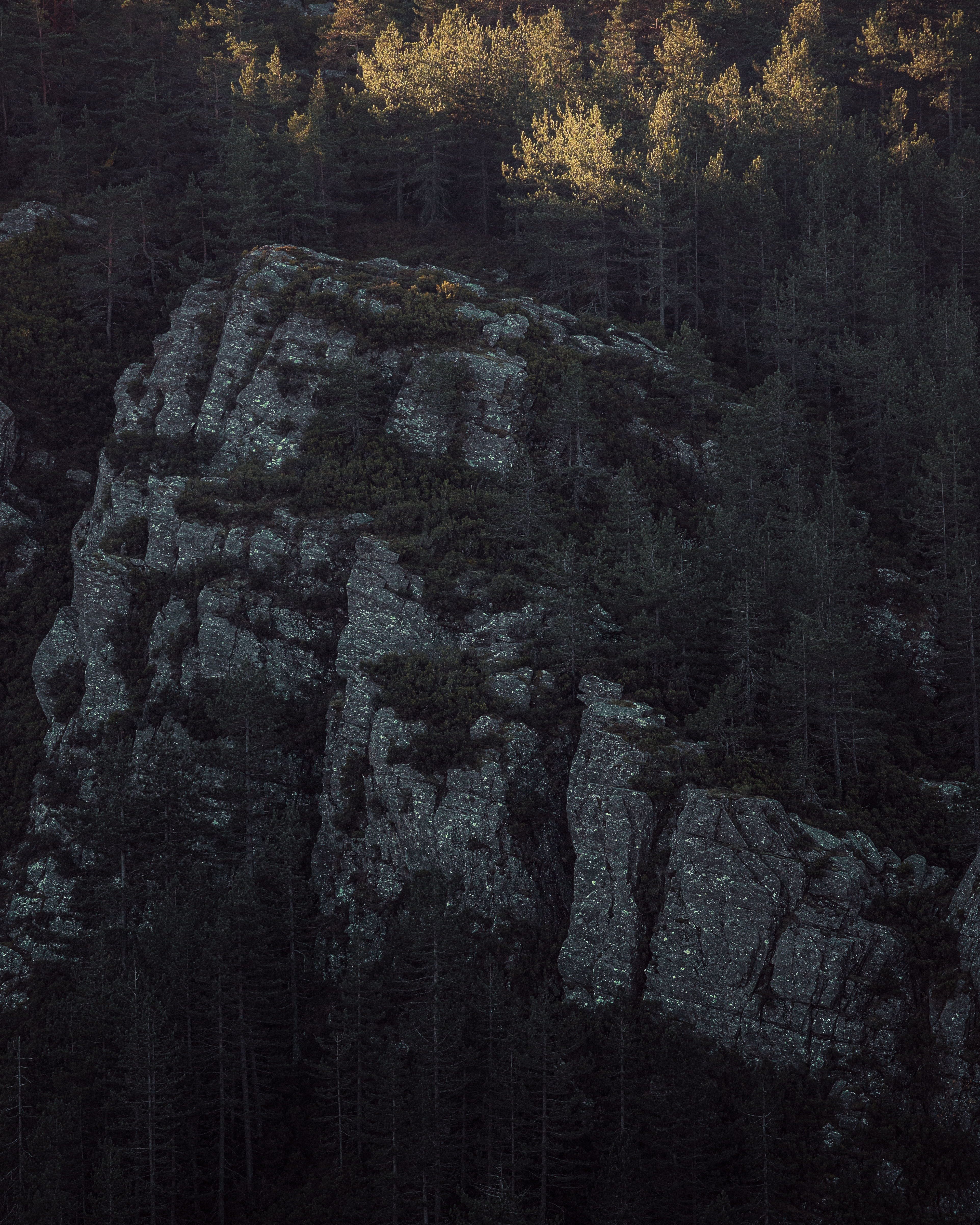 Scenic View of Tress on the Hill · Free Stock Photo