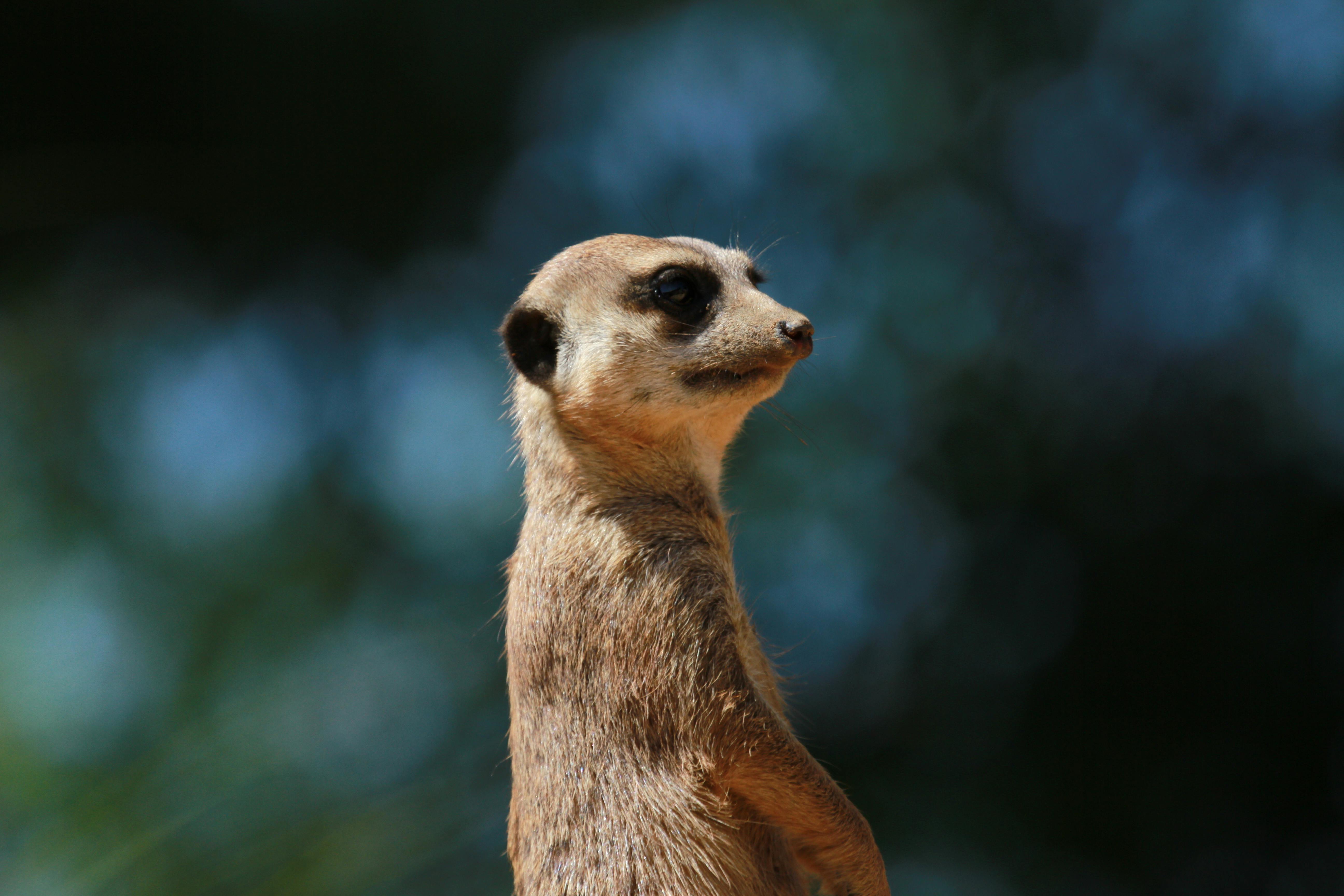 Close-Up Photo of a Meerkat · Free Stock Photo