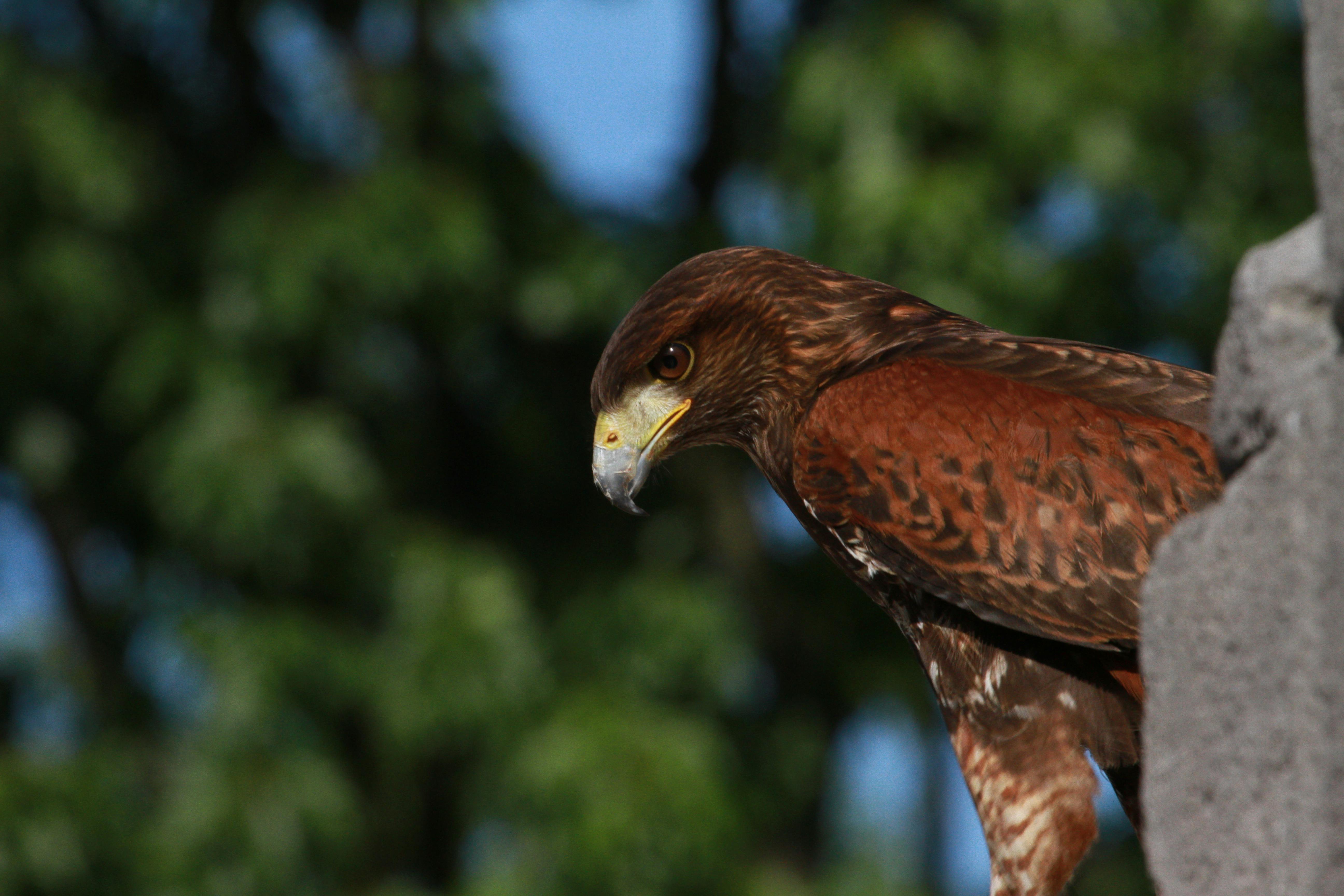 Close-Up Shot of a Hawk · Free Stock Photo