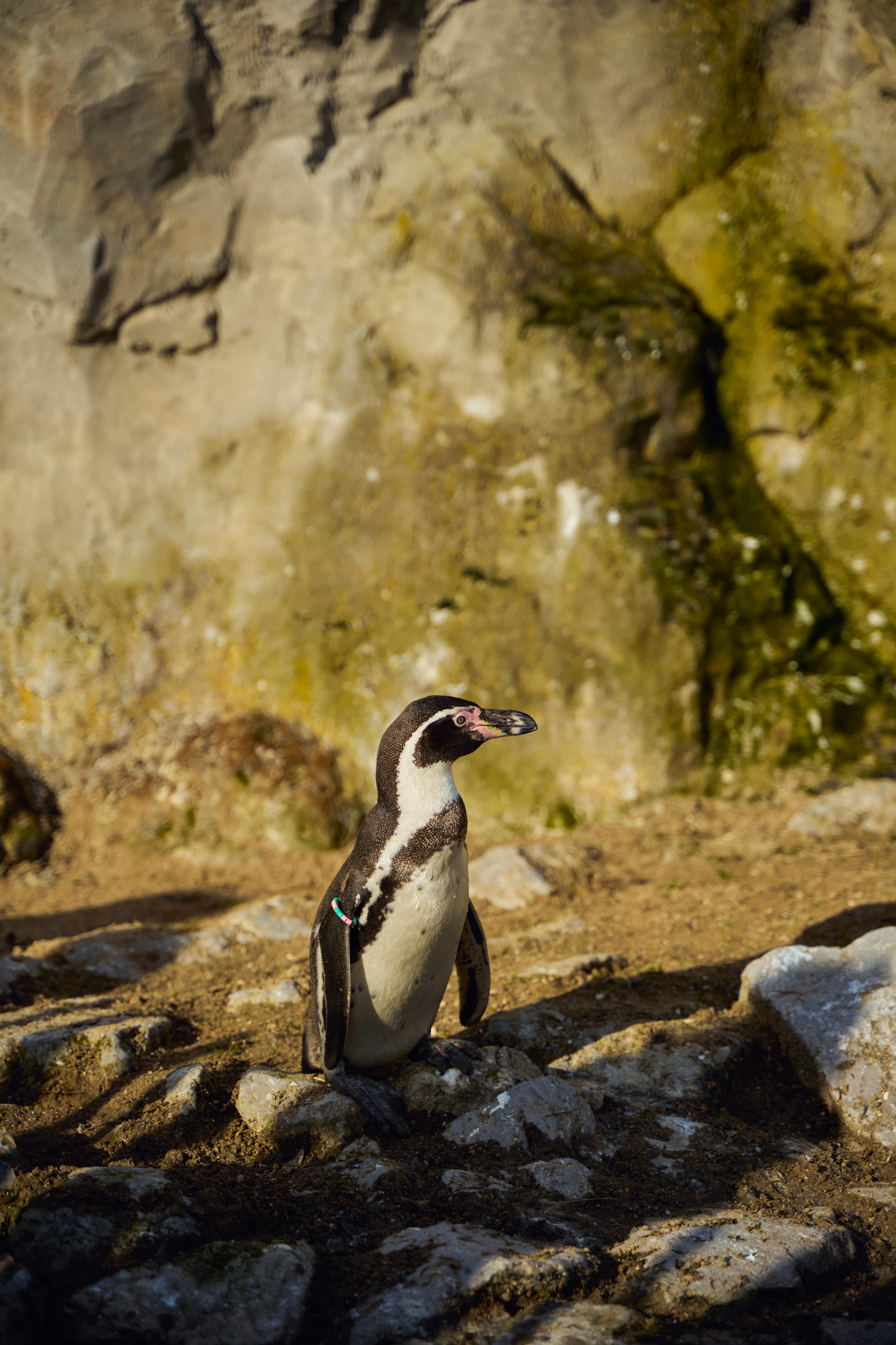 Penguin on a Rock Formation · Free Stock Photo