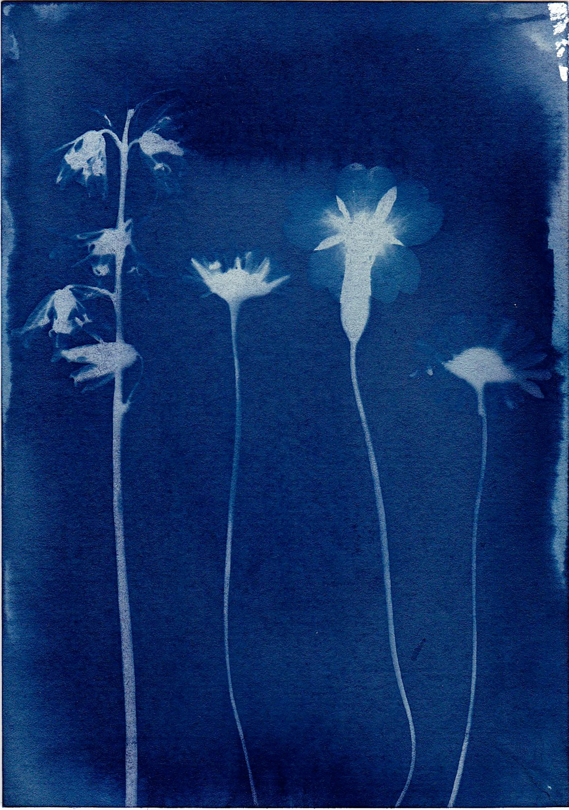 Cyanotype Art of Various Plants and Flowers · Free Stock Photo