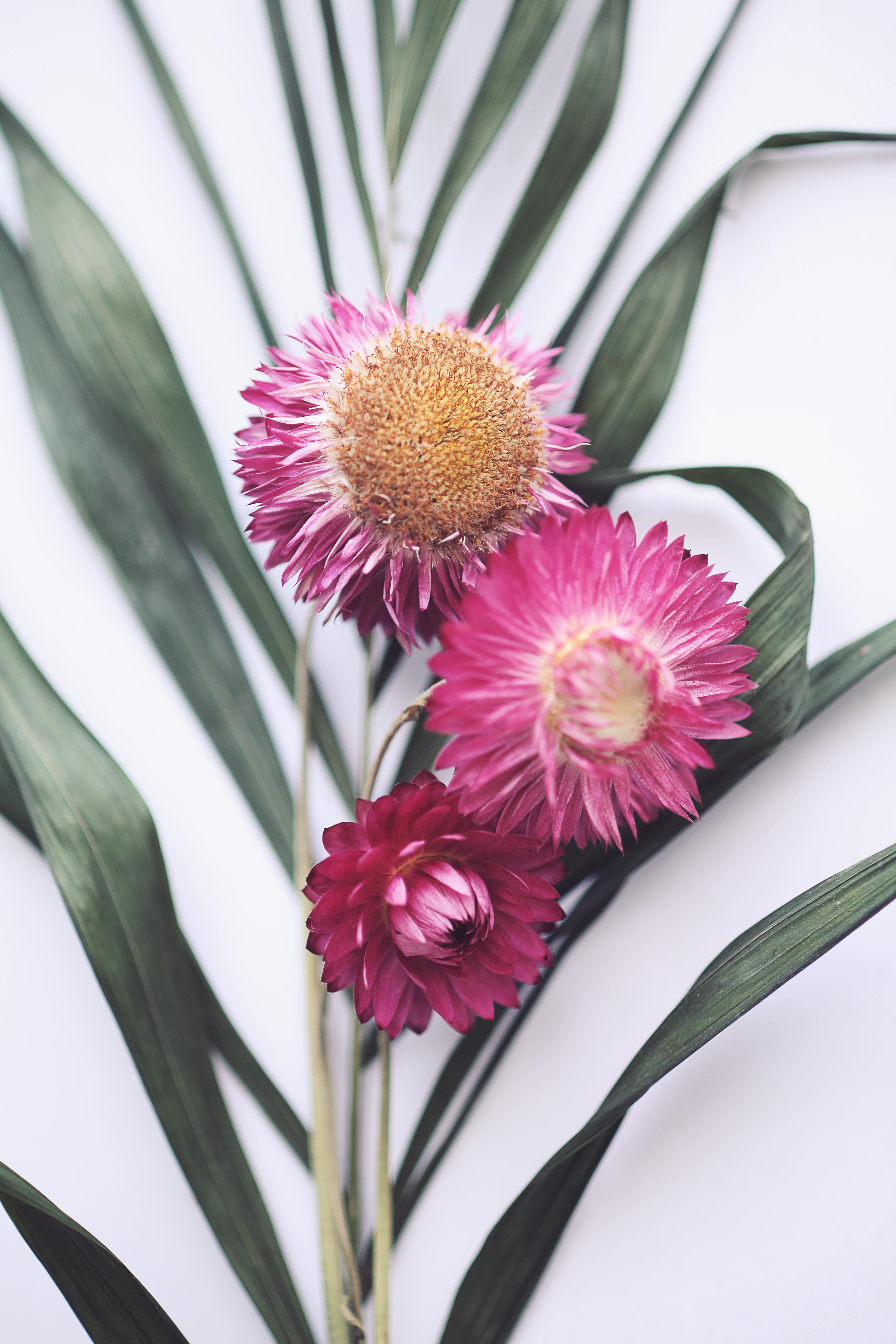 Pink Strawflowers in Bloom · Free Stock Photo