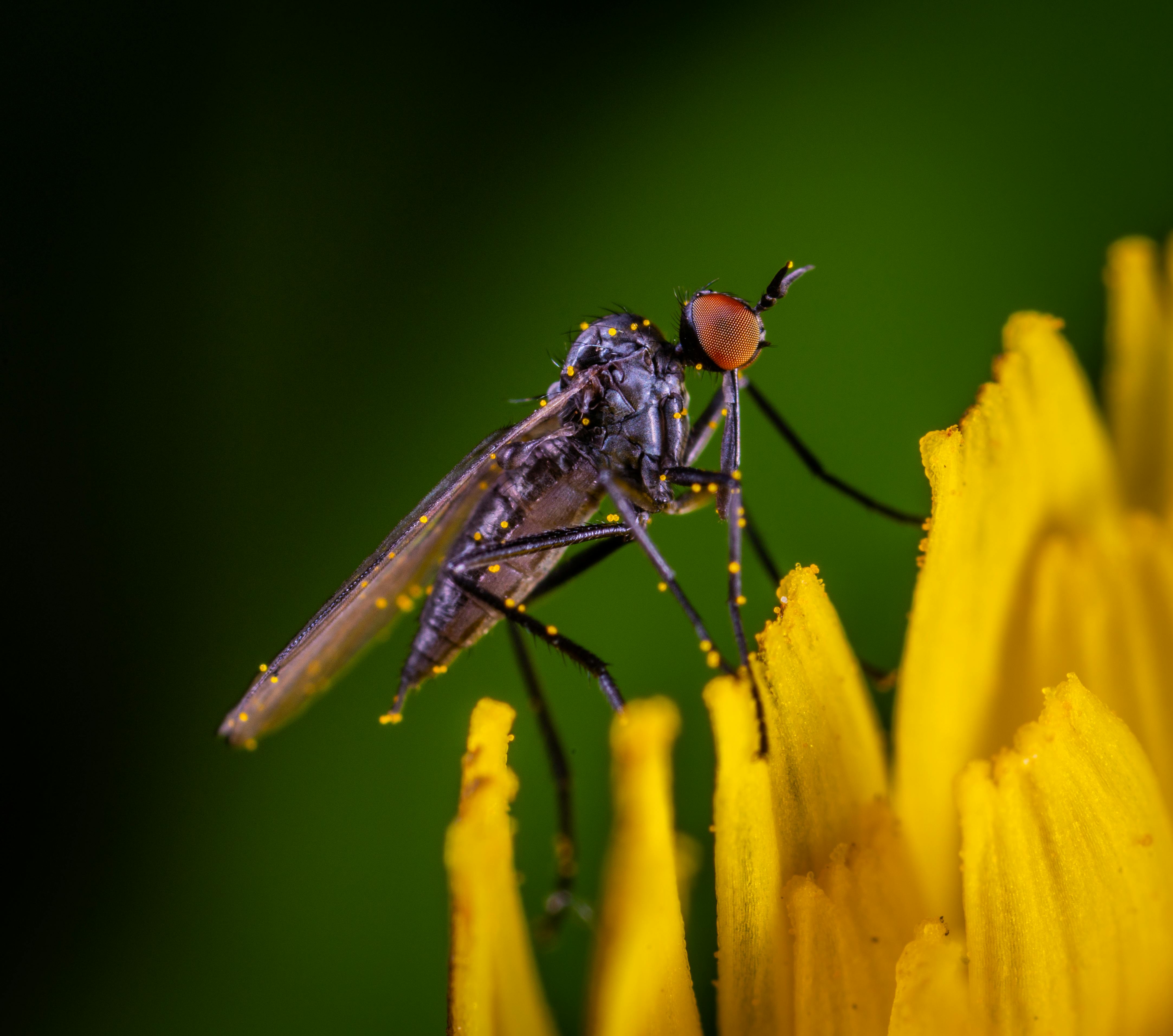 Macro Photo of Black and Red Robber Fly · Free Stock Photo