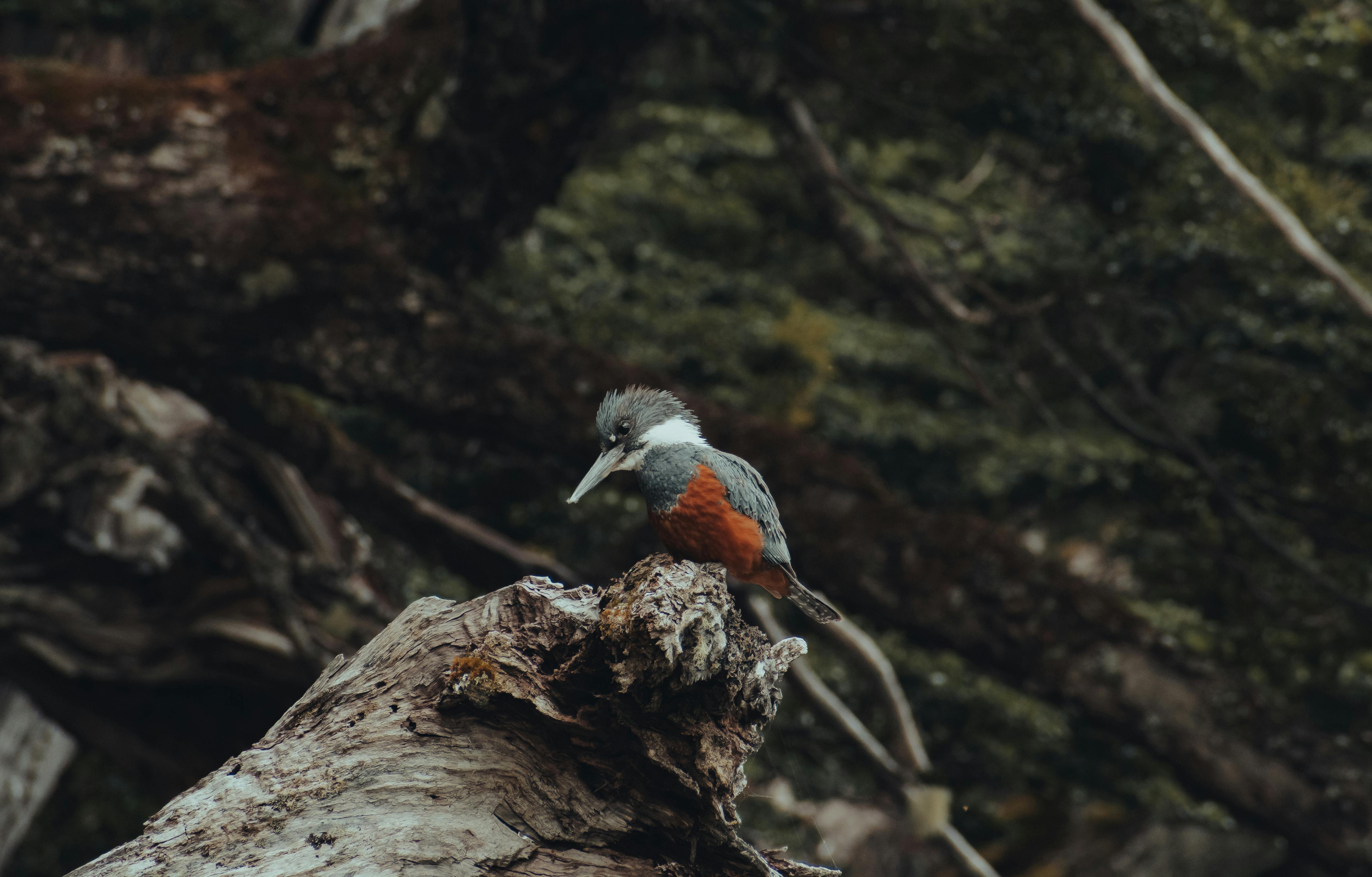 141,664+ Best Free Bird photography Stock Photos & Images · 100% ...