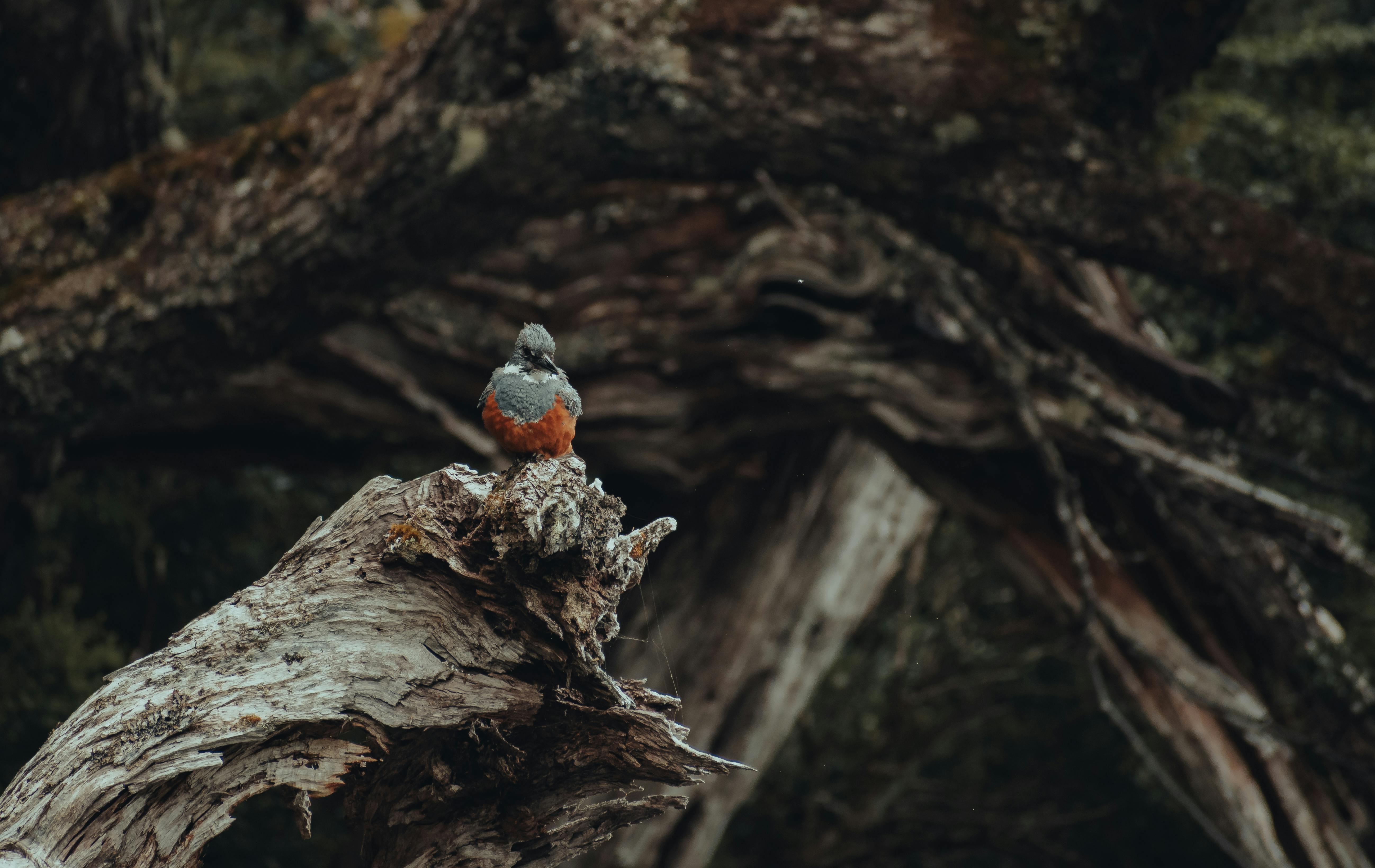 141,664+ Best Free Bird photography Stock Photos & Images · 100% ...