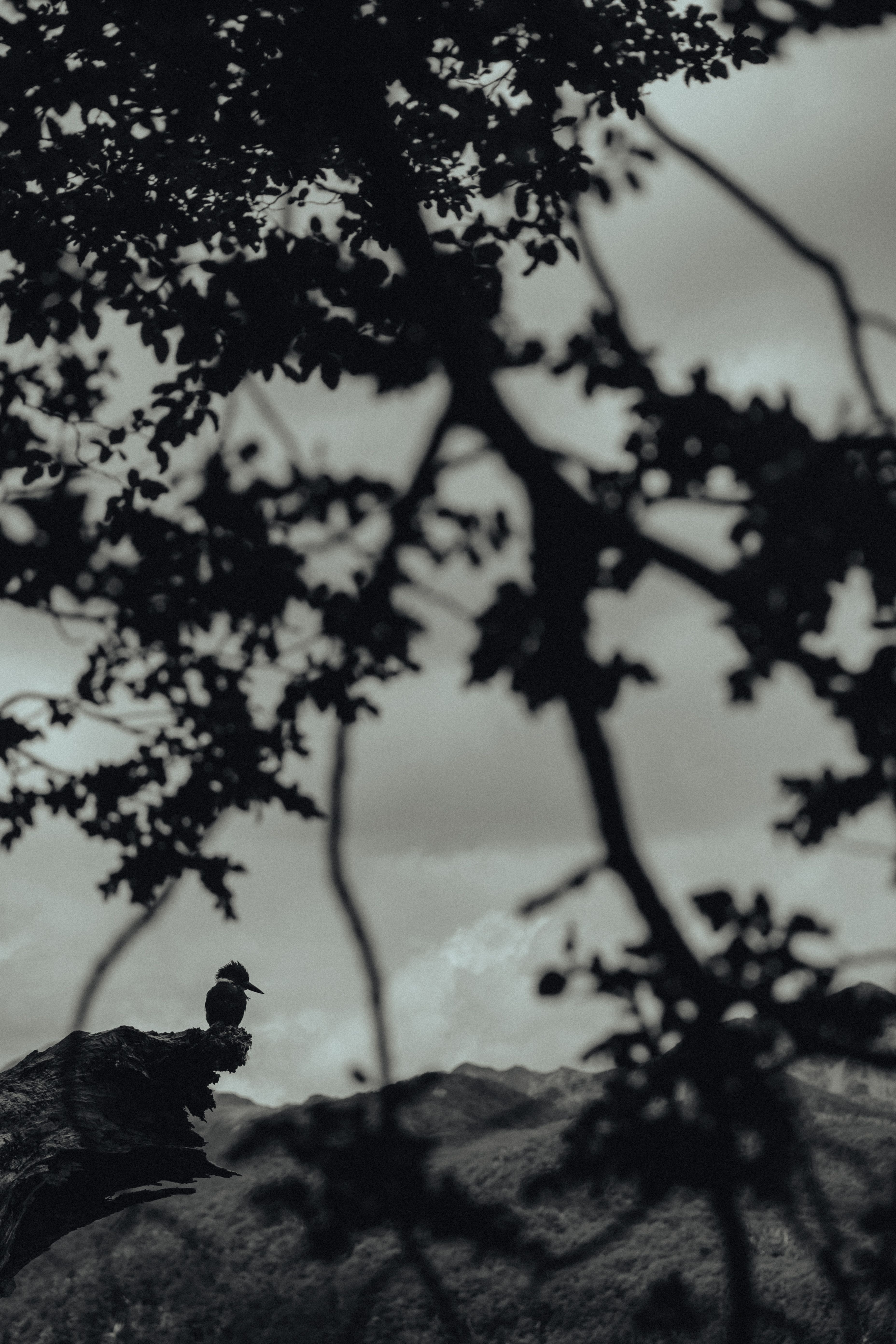 Black and White Picture of Trees outside the Window · Free Stock Photo
