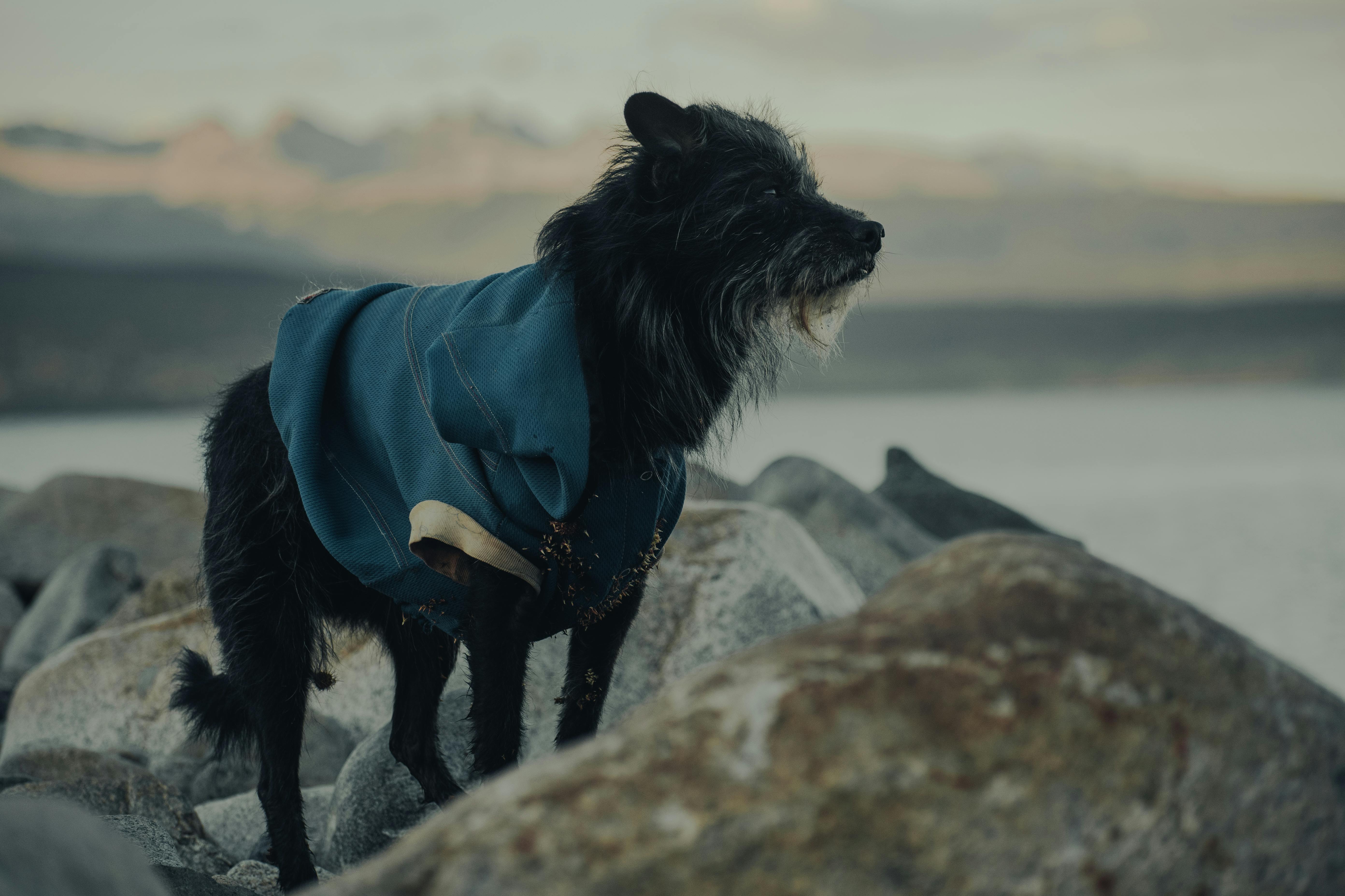 Dog Backgound Photos, Download The BEST Free Dog Backgound Stock Photos ...