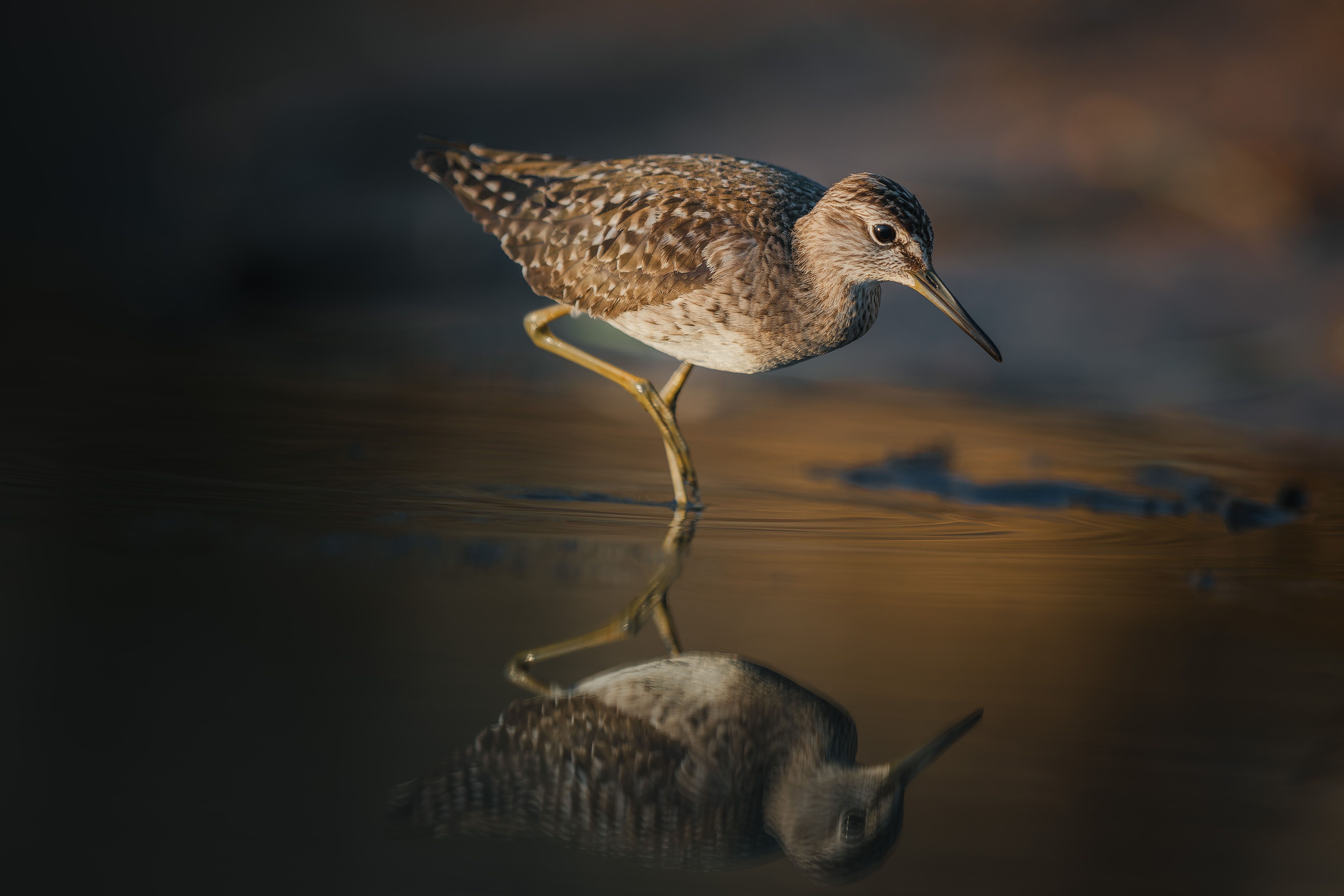 Sandpiper Photos, Download The BEST Free Sandpiper Stock Photos & HD Images