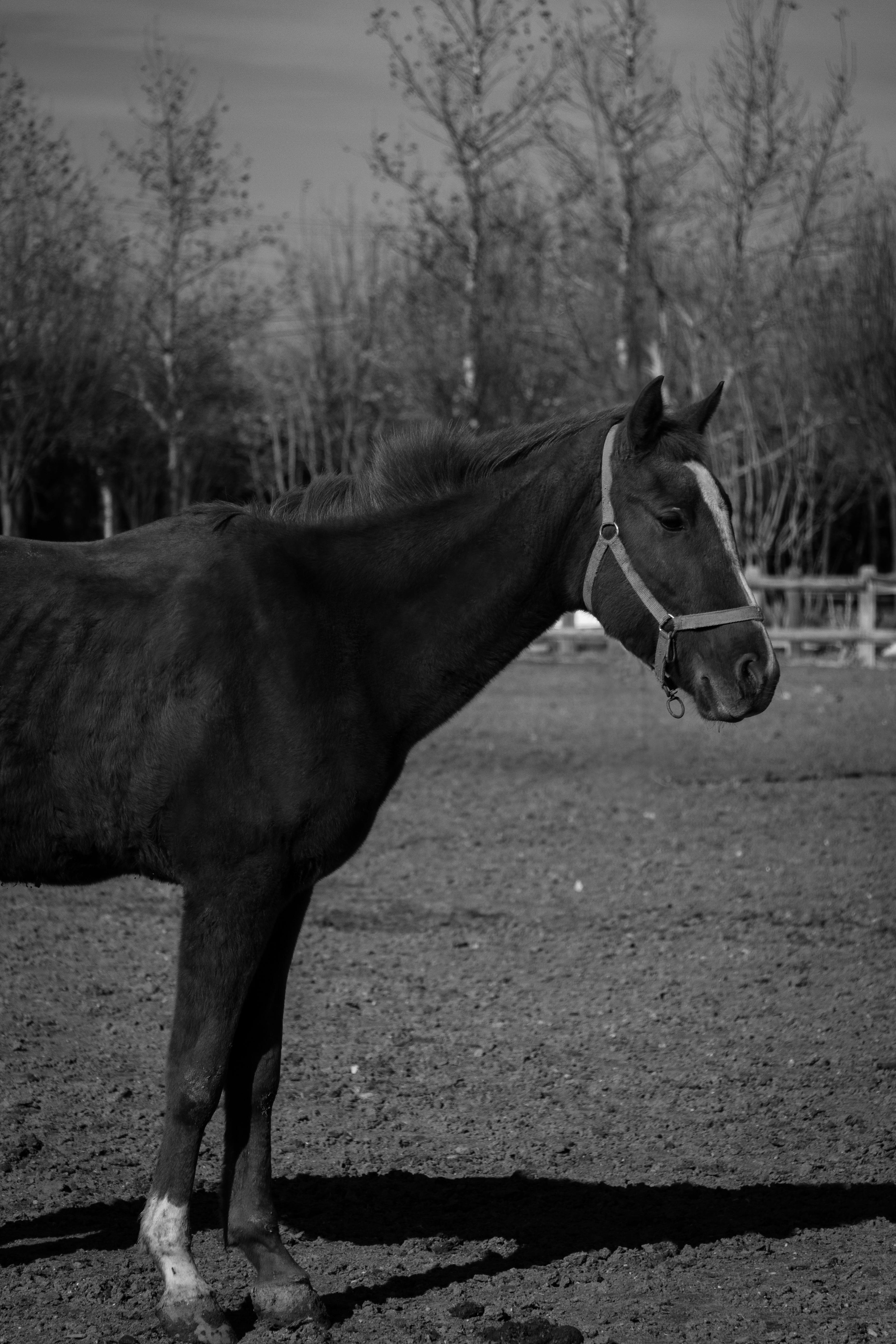 A Stallion Horse Back View Photo · Free Stock Photo