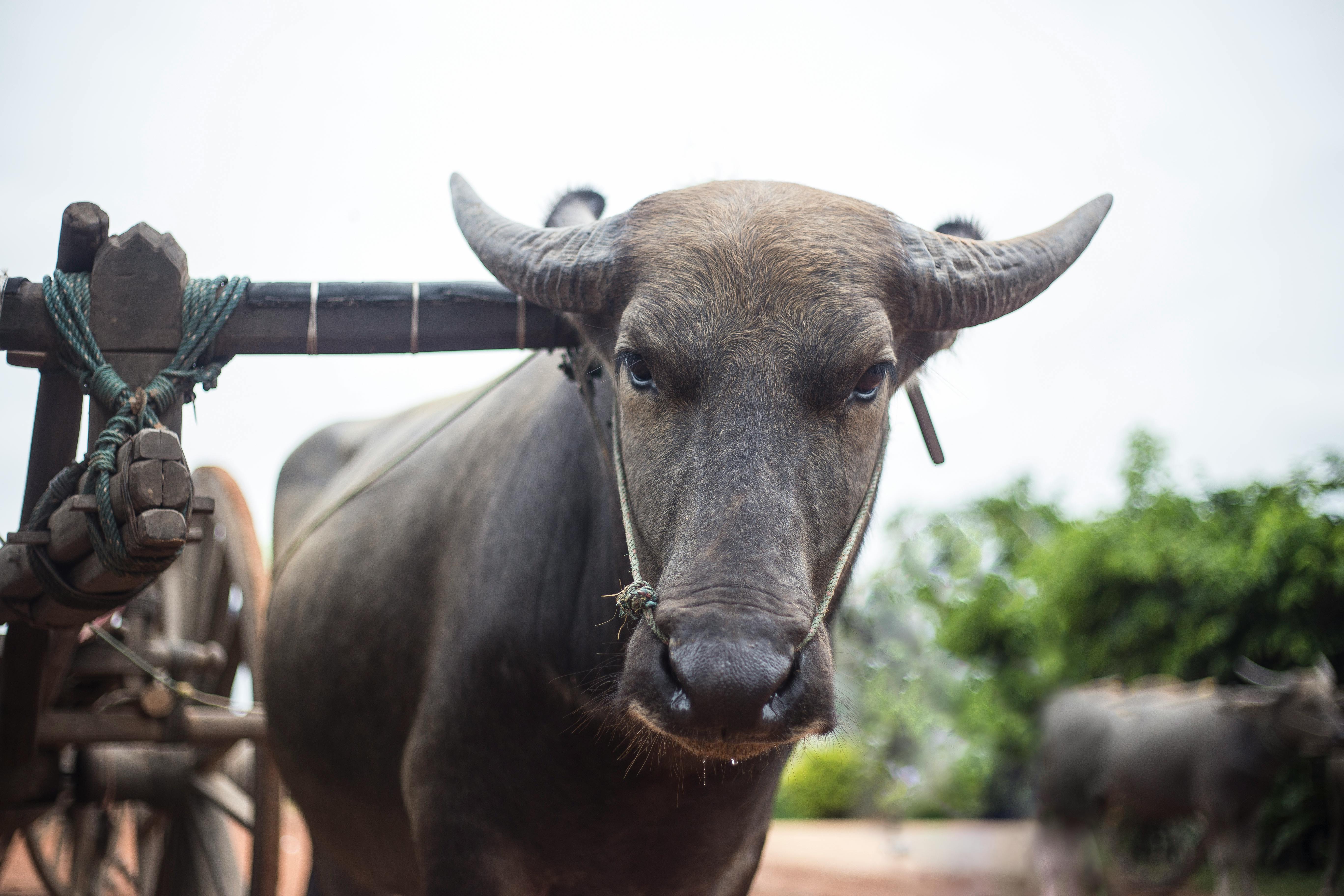 50+ Amazing Bull Photos · Pexels · Free Stock Photos