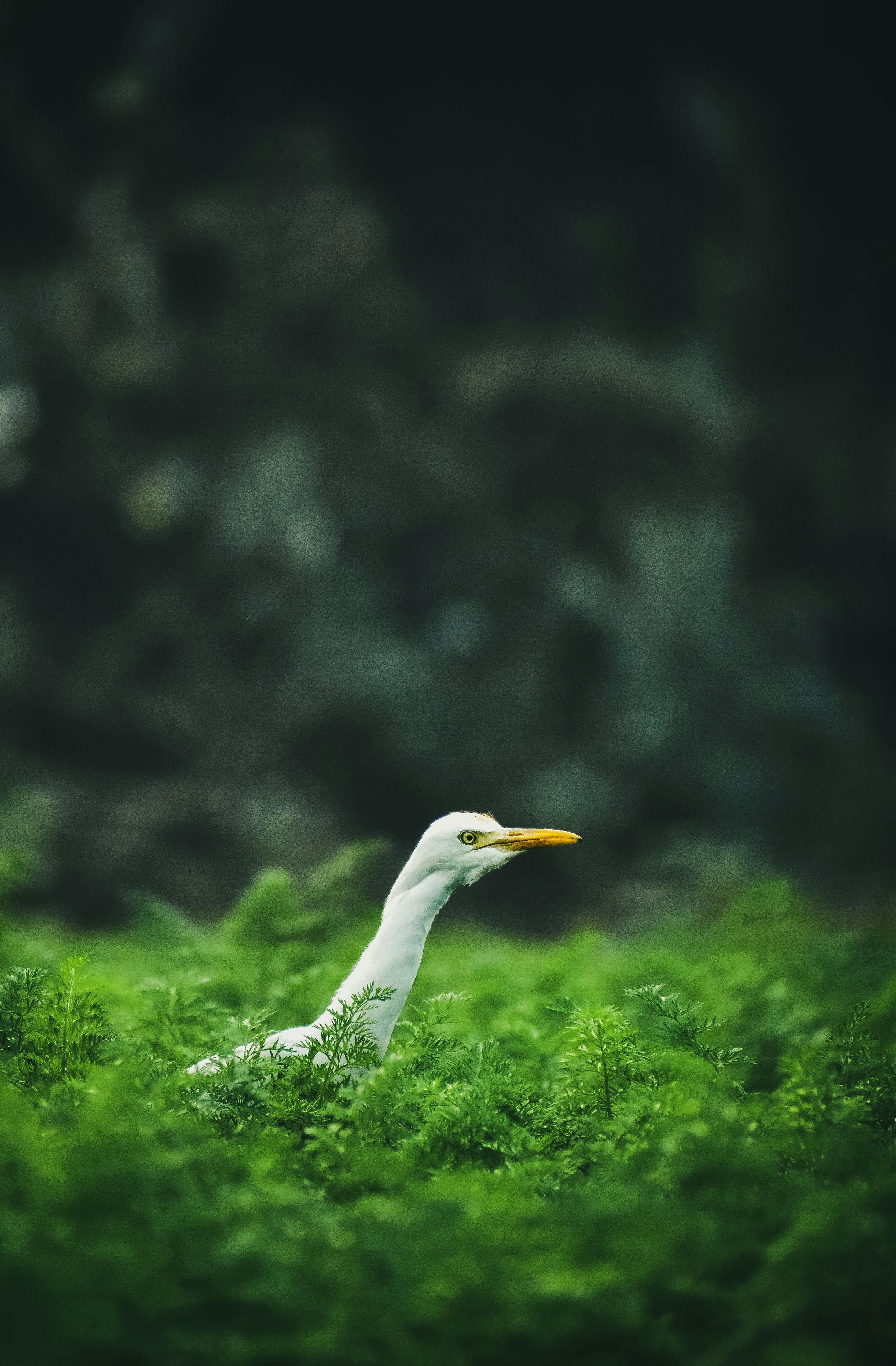 1,611+ Best Free Greatness Stock Photos & Images · 100% Royalty-Free HD ...