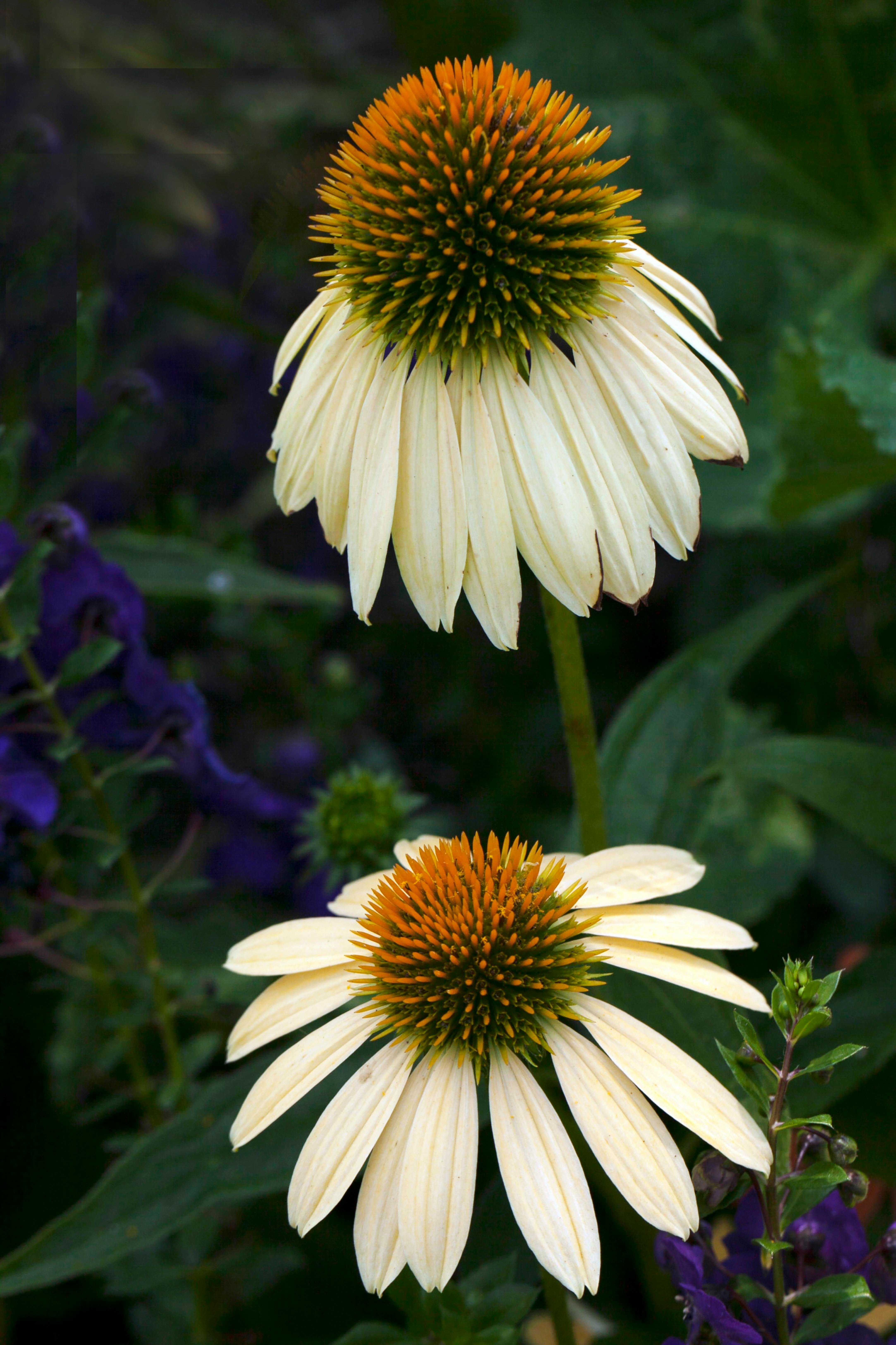 Photograph of Coneflowers in Bloom · Free Stock Photo