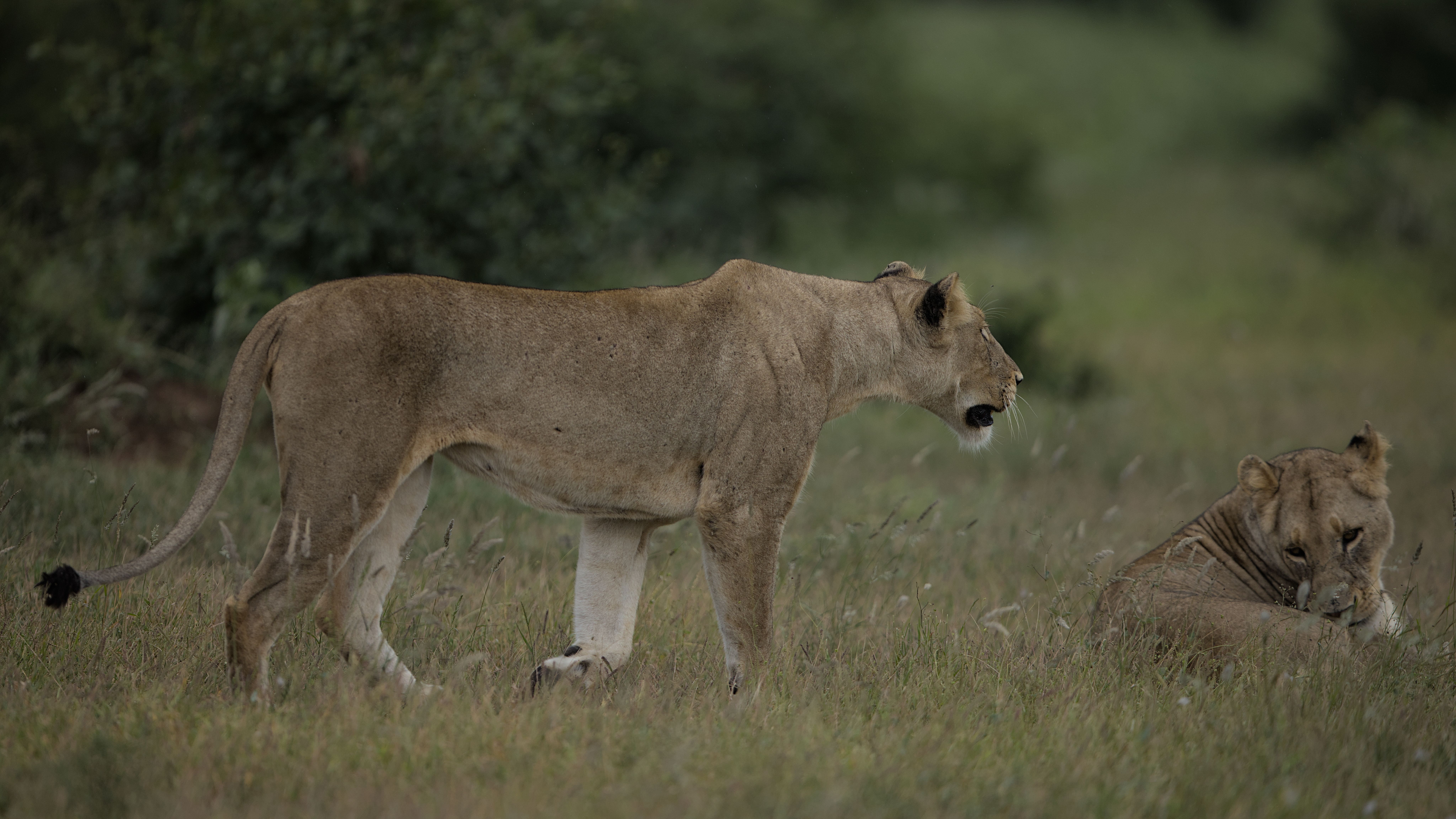 Two Lionesses on the Grass · Free Stock Photo