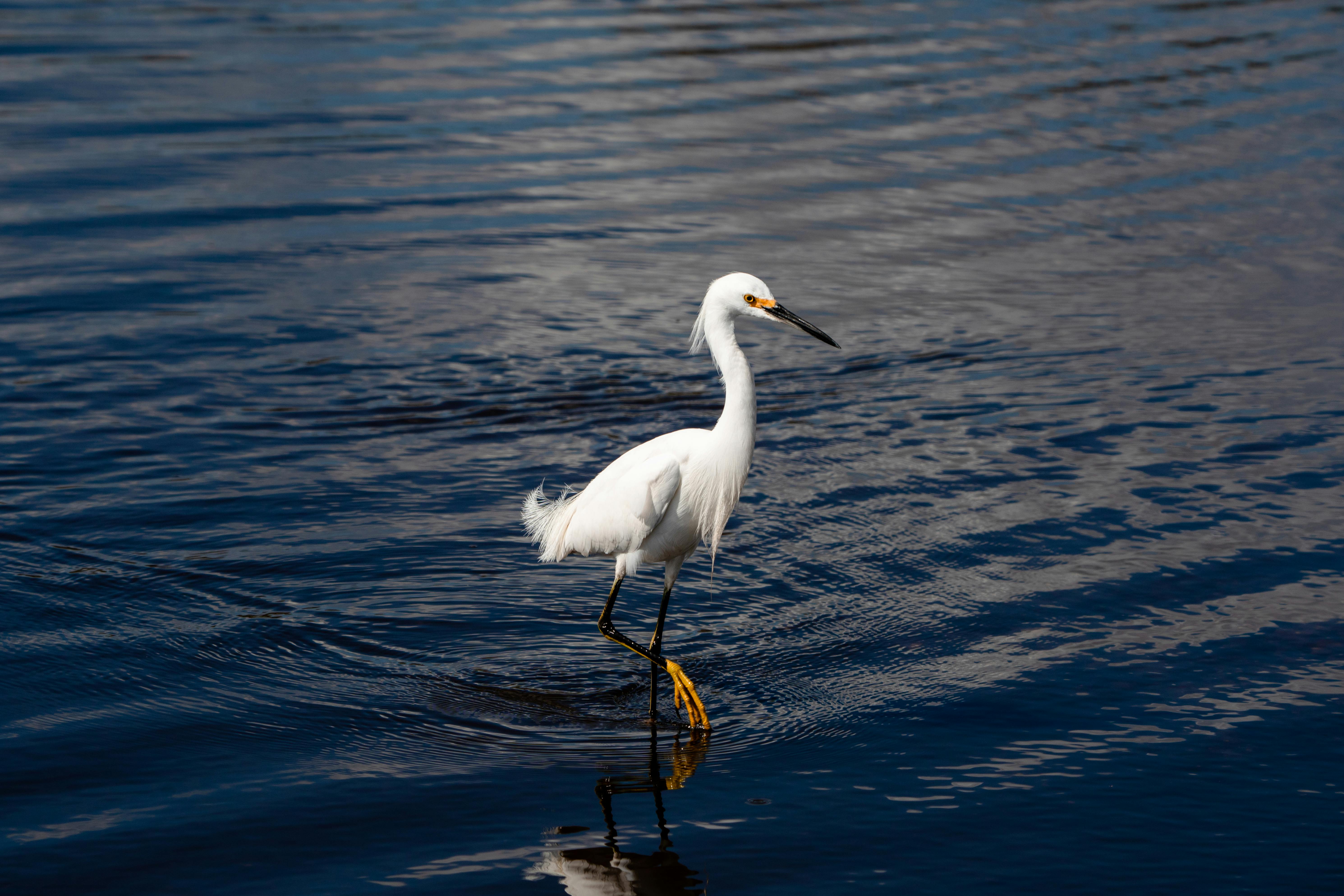 A White Egret on Water · Free Stock Photo