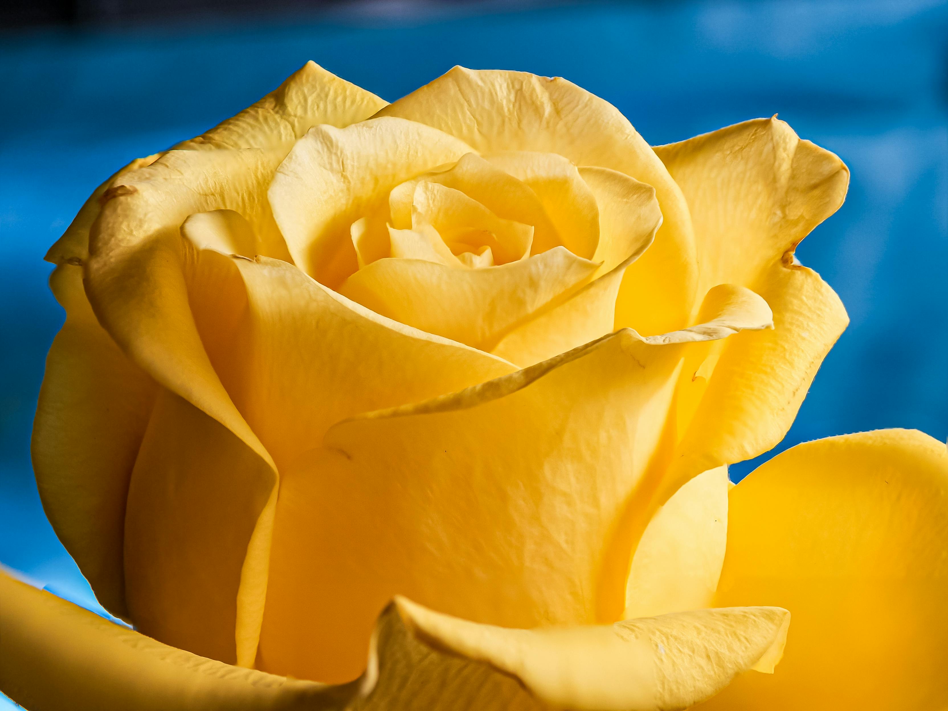 Yellow Rose in Bloom · Free Stock Photo