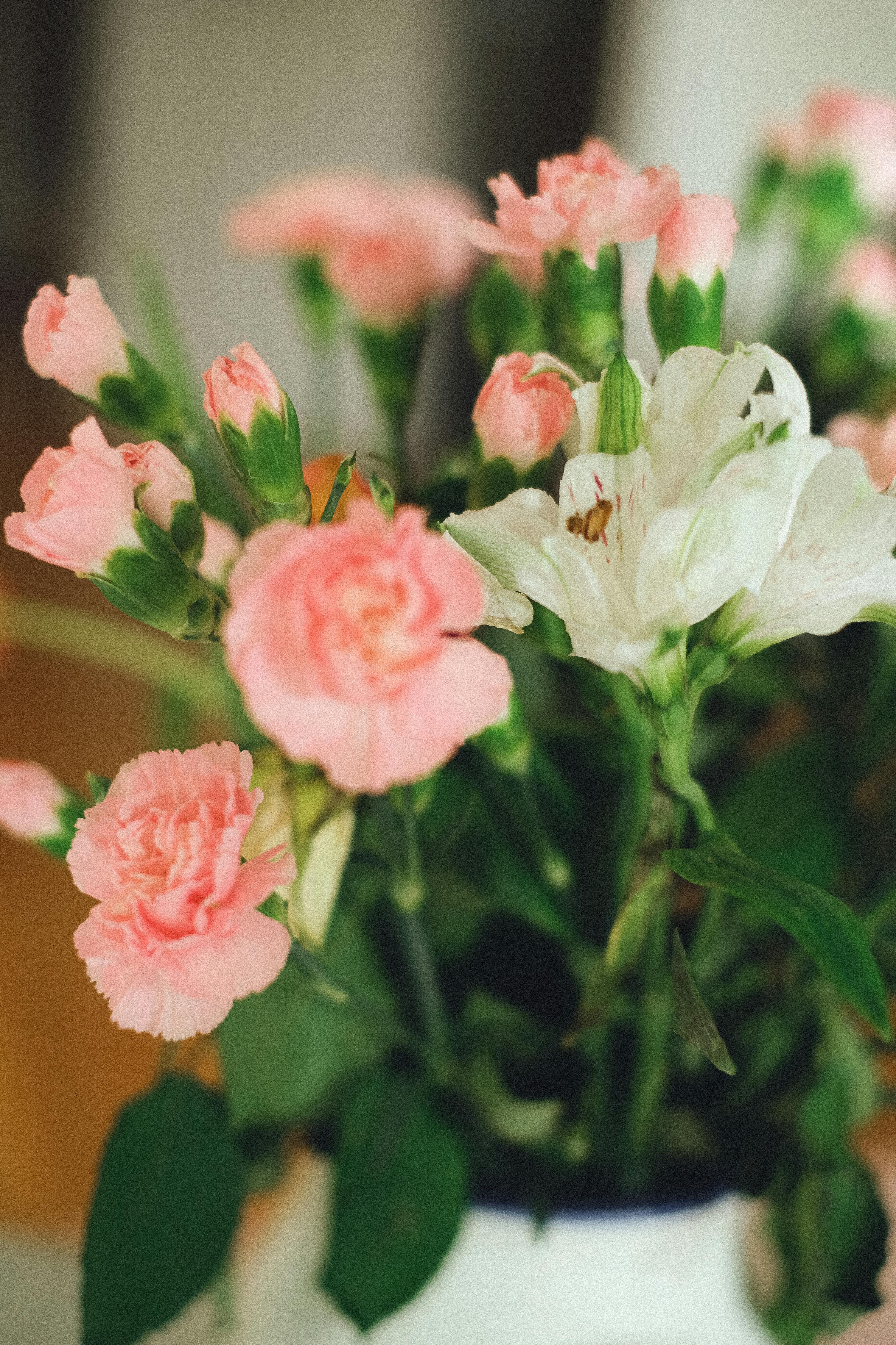 Pink Carnations · Free Stock Photo