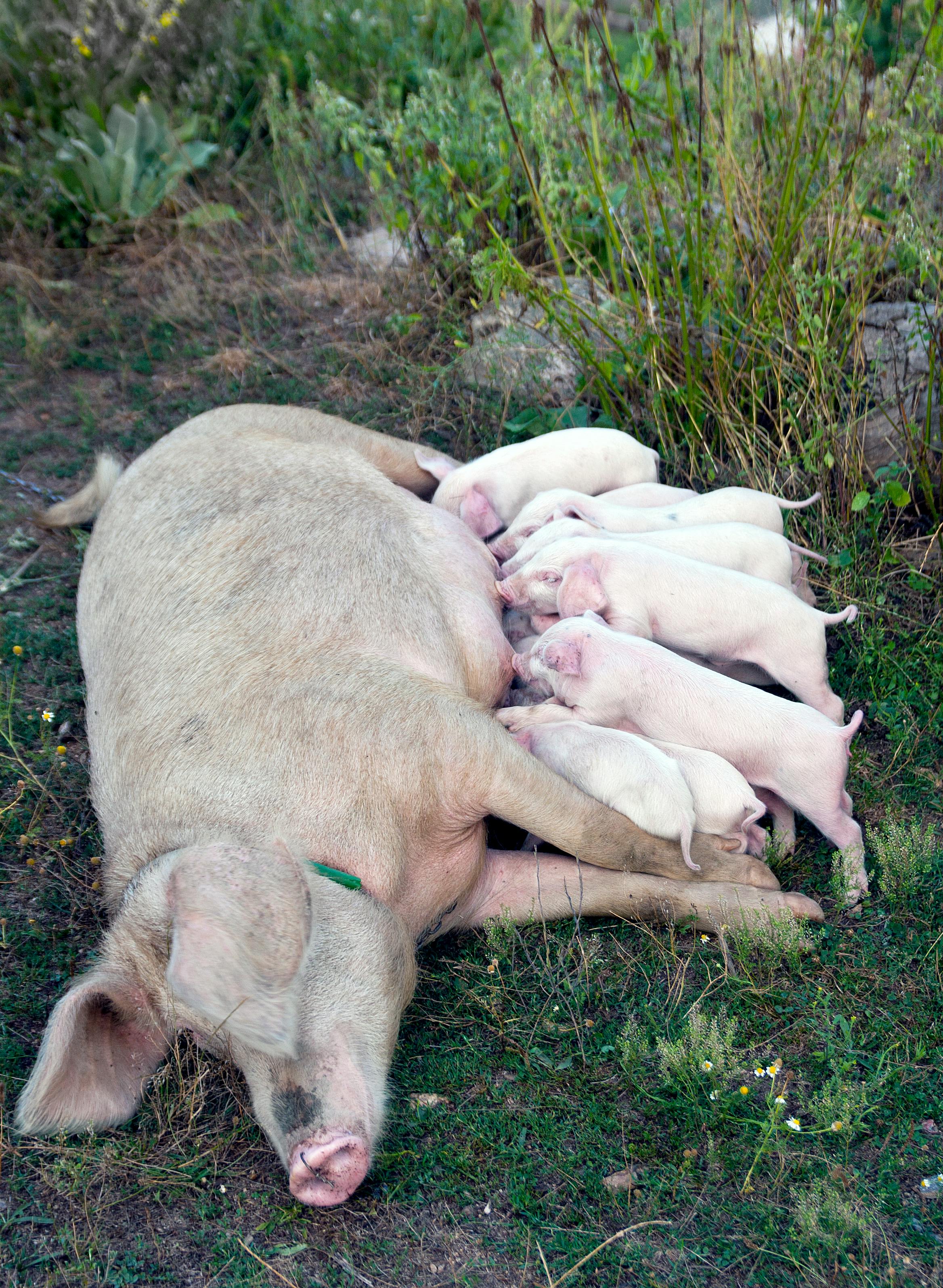 Piglets Photos, Download The BEST Free Piglets Stock Photos & HD Images