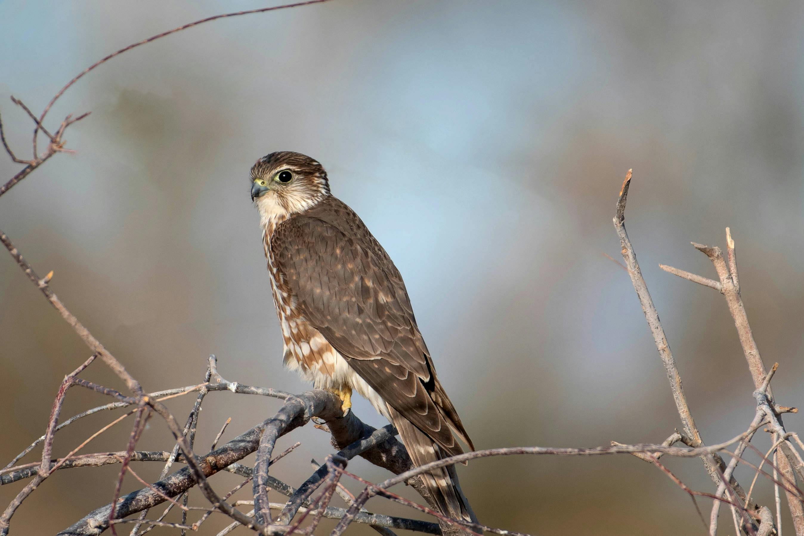 Close-up of a Merlin on a Tree Branch · Free Stock Photo