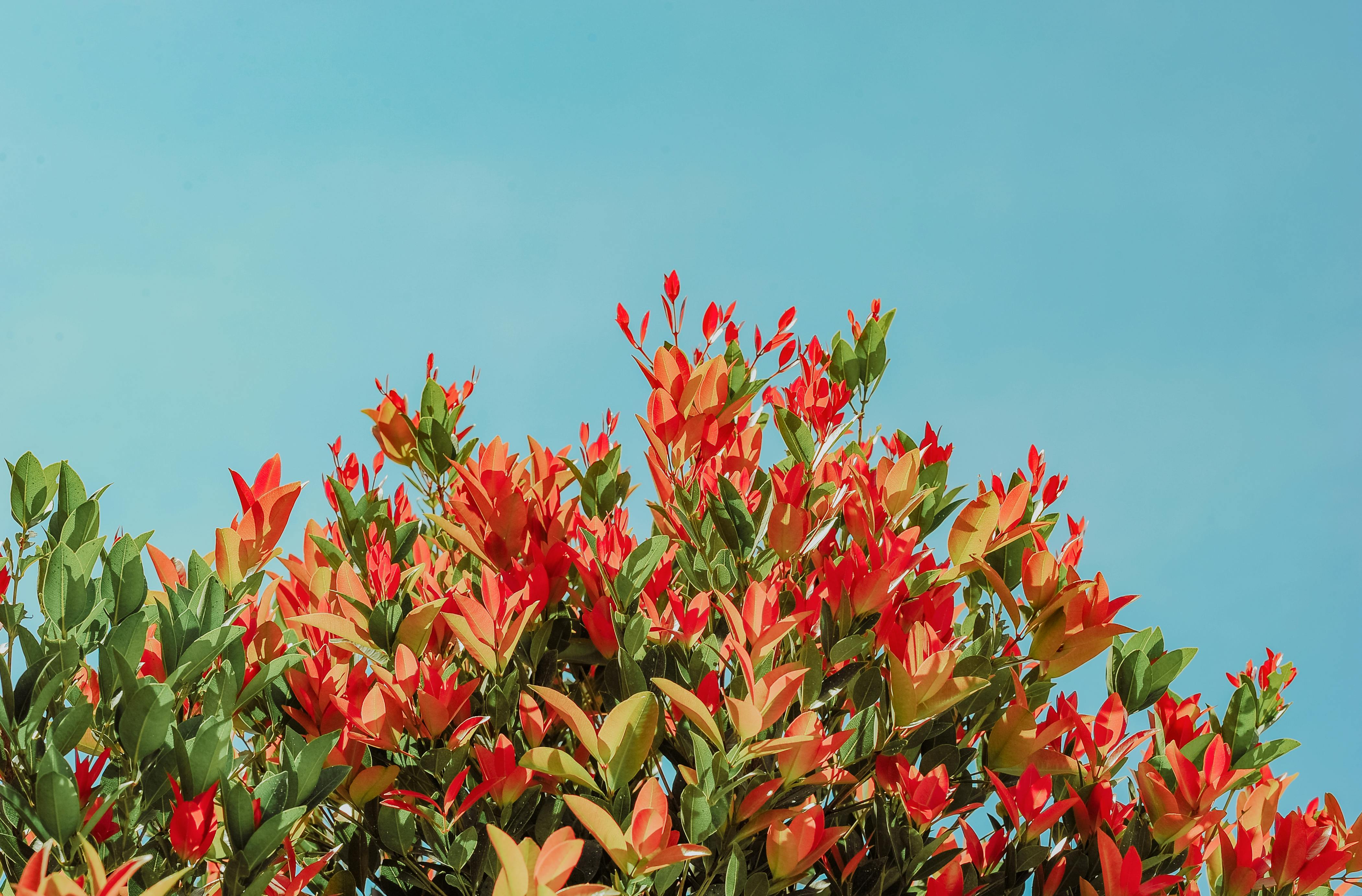 Red and Yellow Flower · Free Stock Photo