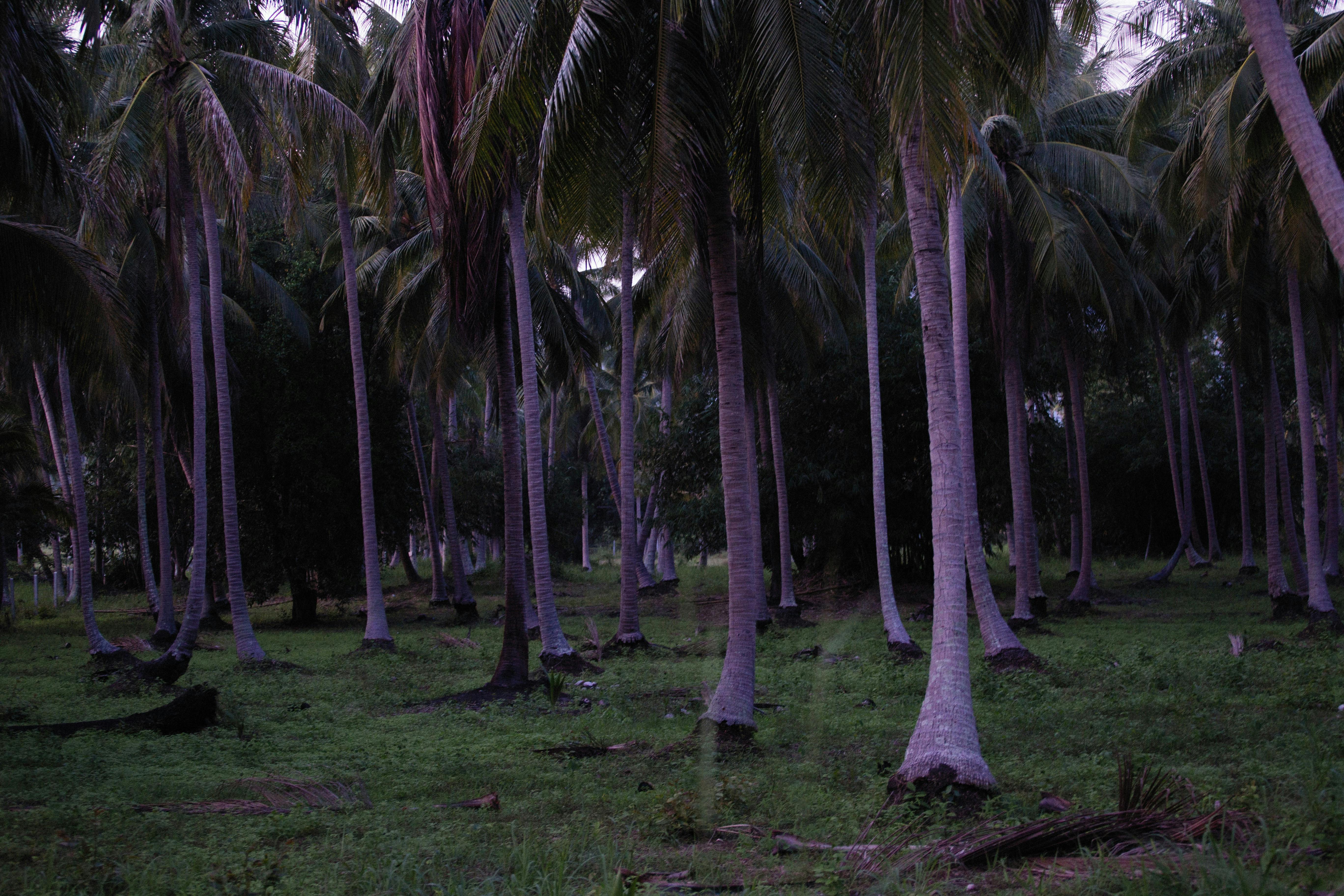 Green Palm Trees on Grass Field · Free Stock Photo