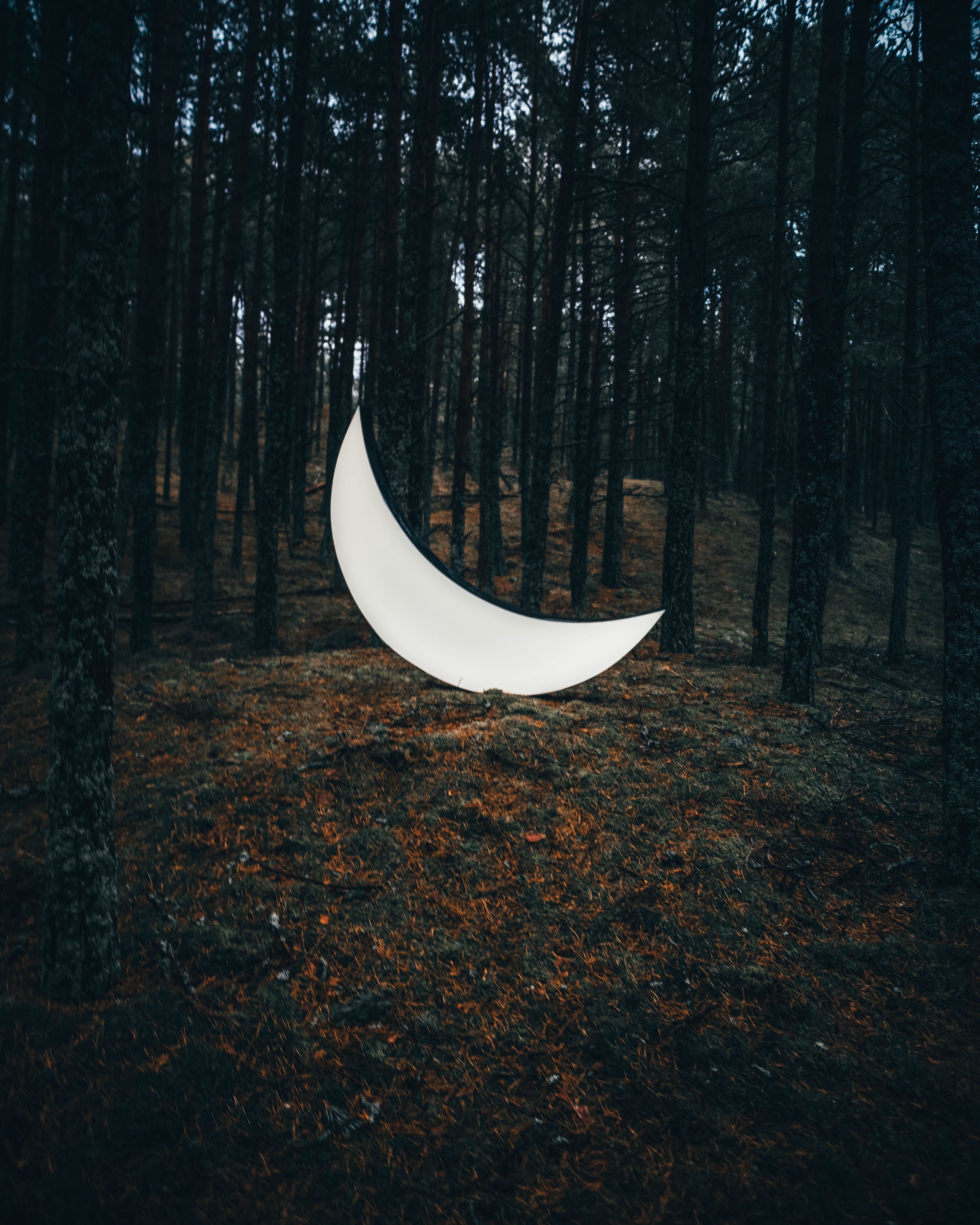 Photo of Trees at Night Time · Free Stock Photo
