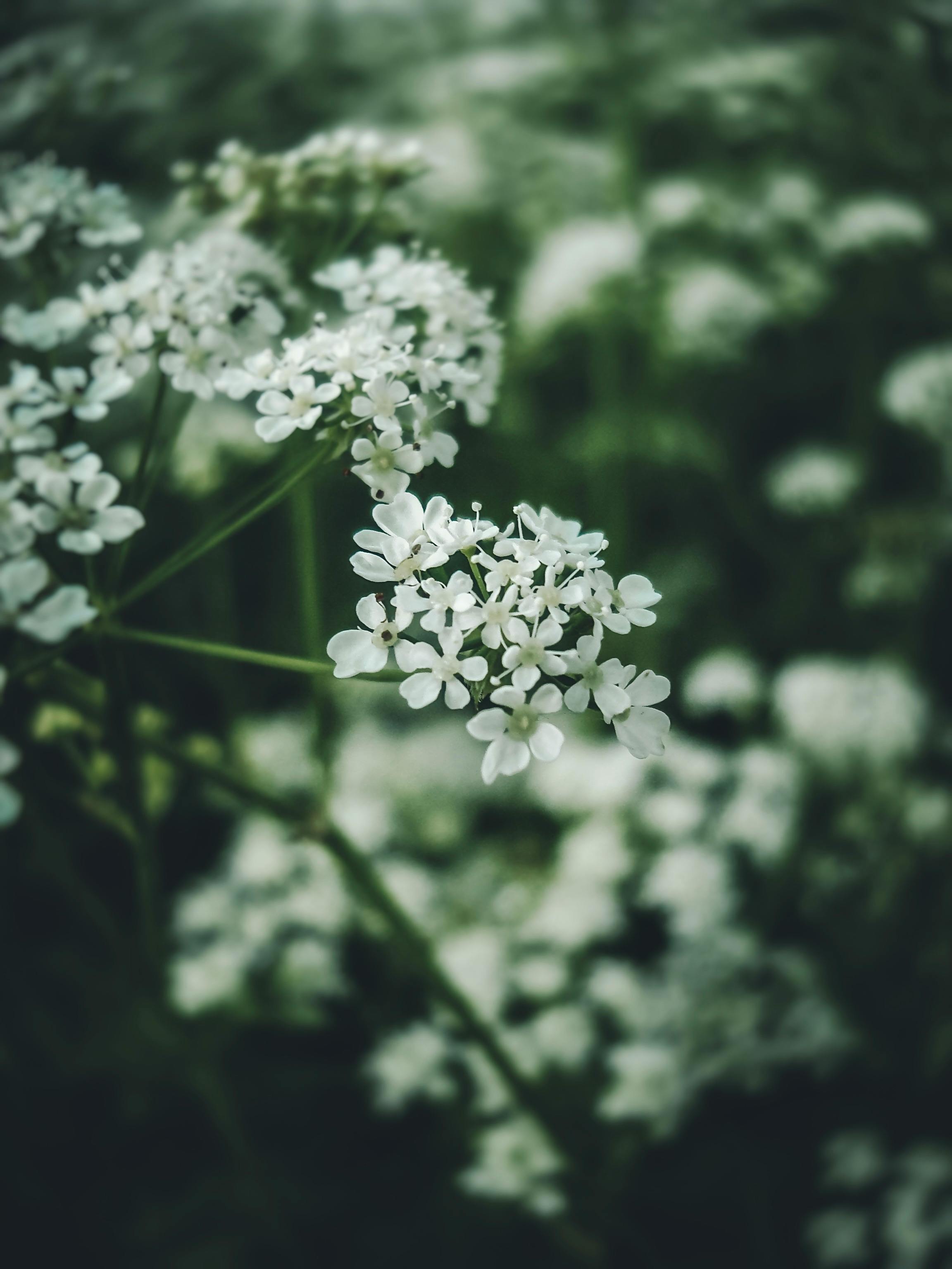 White Flowers in the Garden · Free Stock Photo