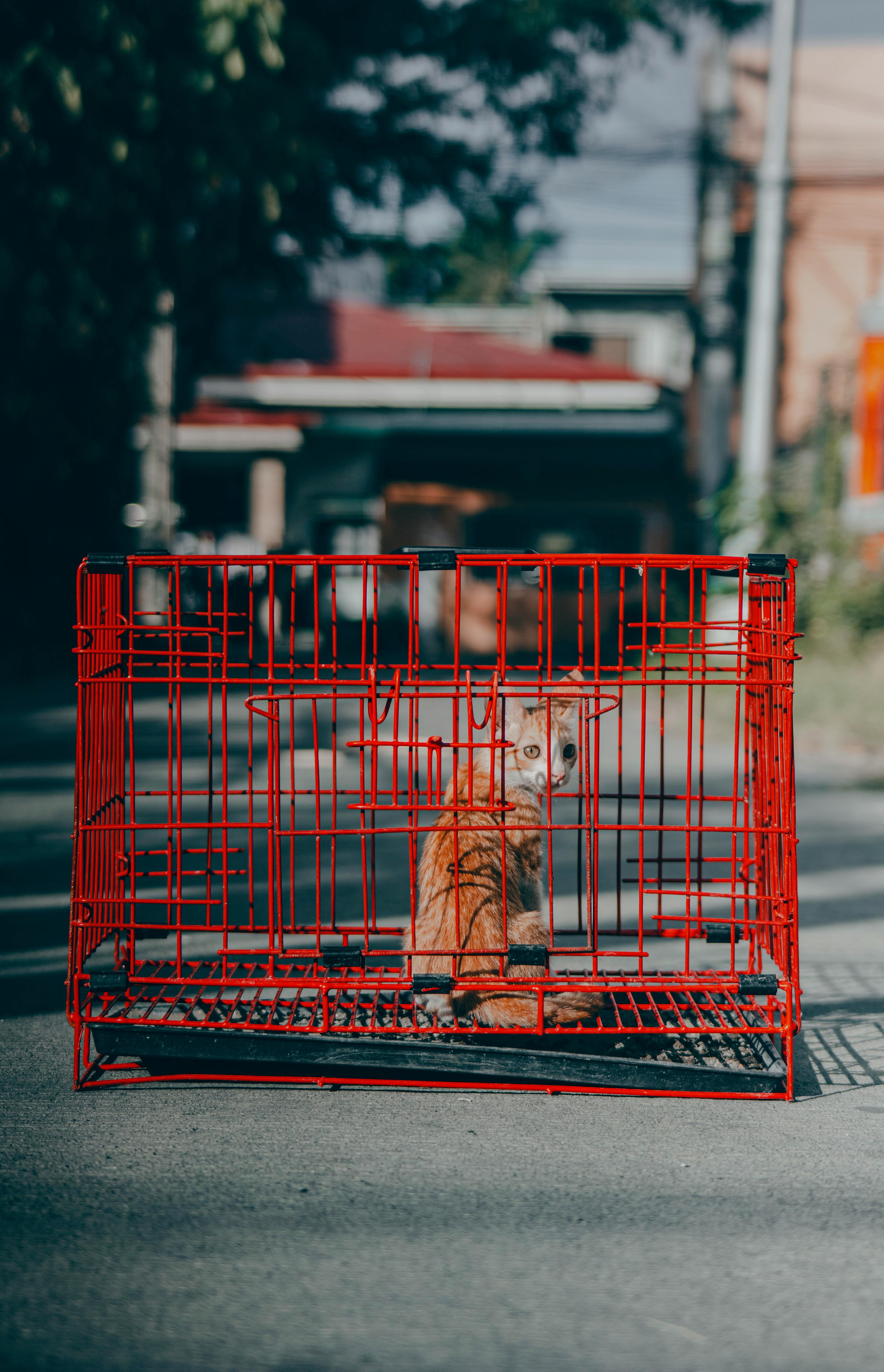 A Cat in Red Steel Cage · Free Stock Photo