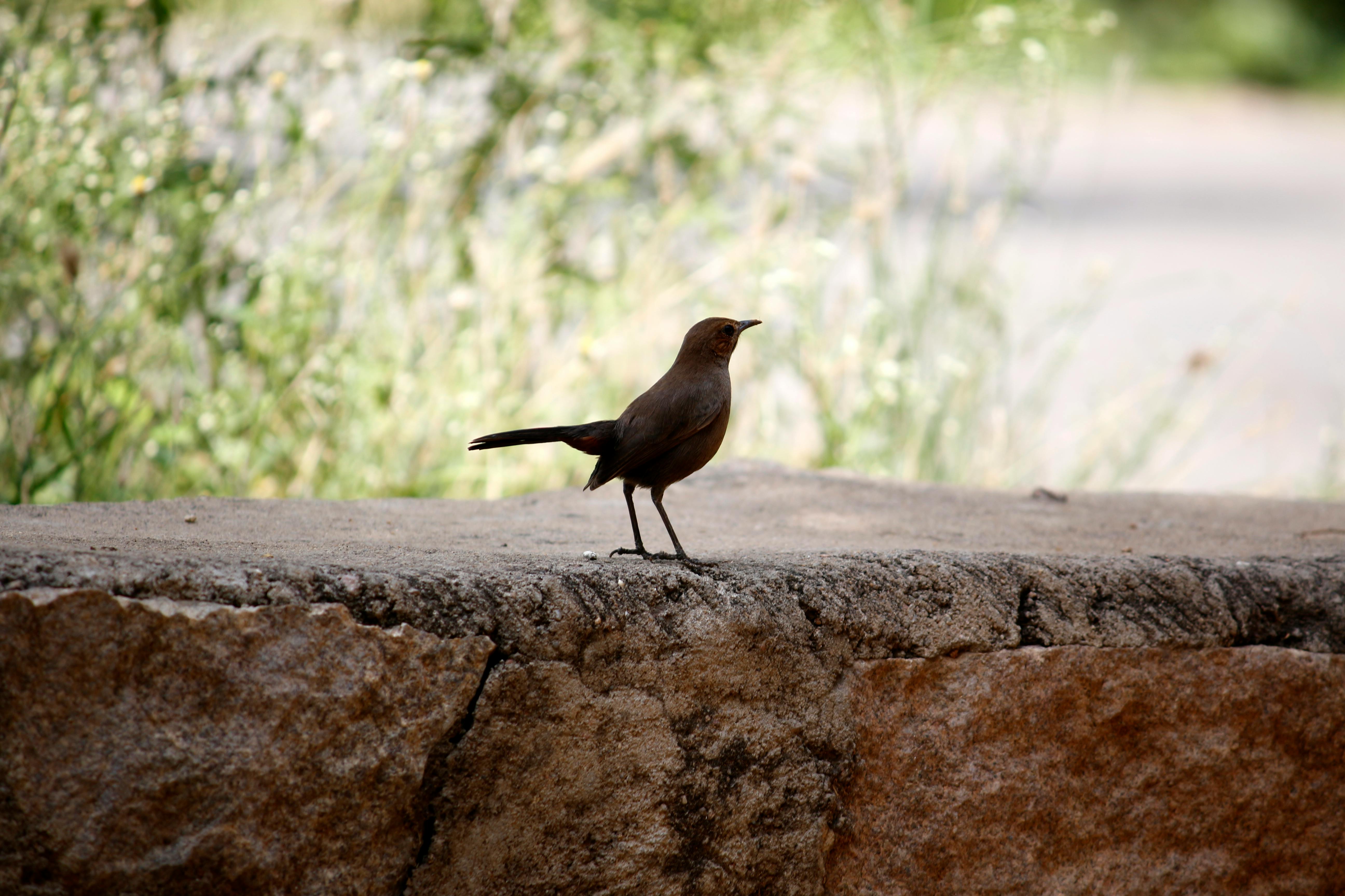 Top View Photo of Gray and Blue Bird on Grass Field · Free Stock Photo