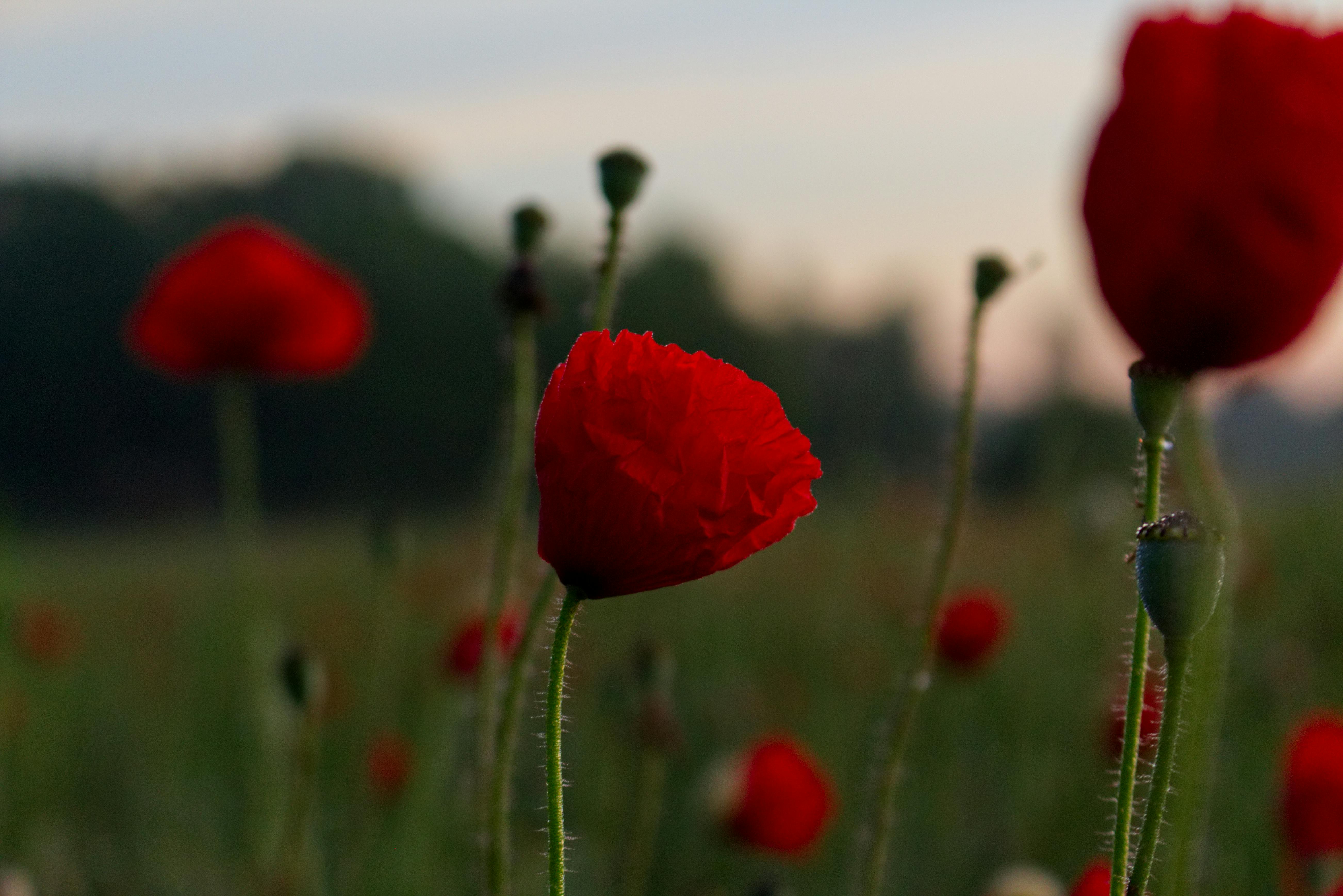 Summer Nature Photos, Download The BEST Free Summer Nature Stock Photos ...