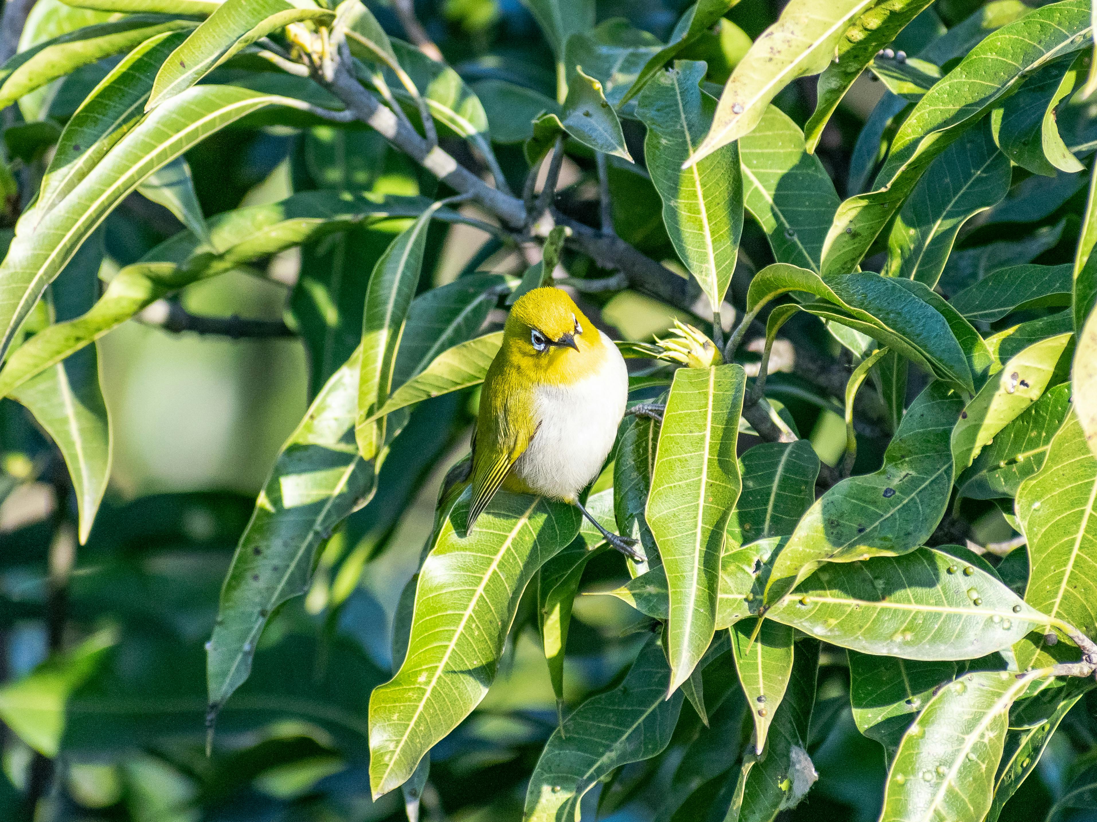 Close Up Photo of Bird on a Tree · Free Stock Photo