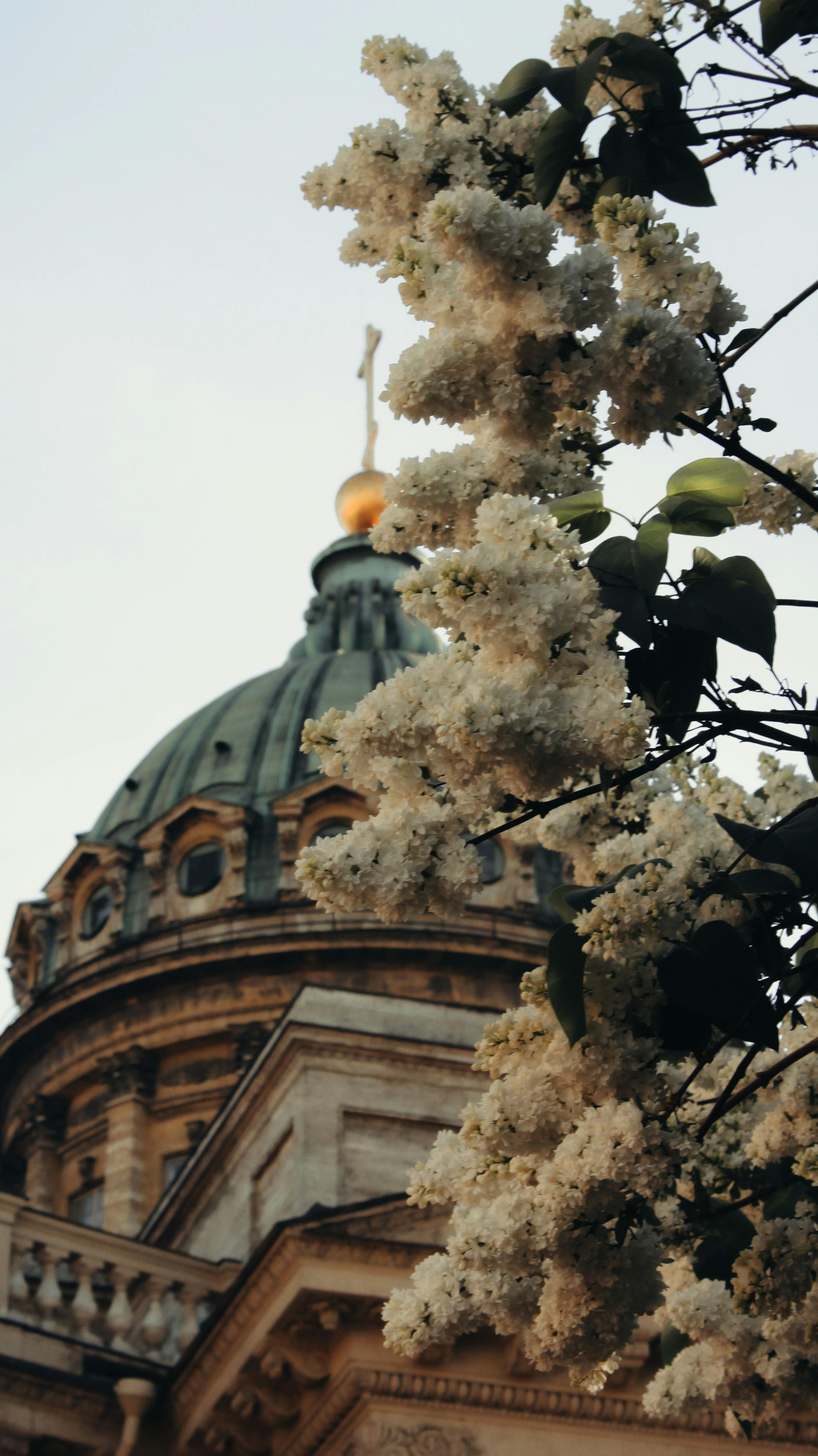 White Flowers Near a Church Building · Free Stock Photo