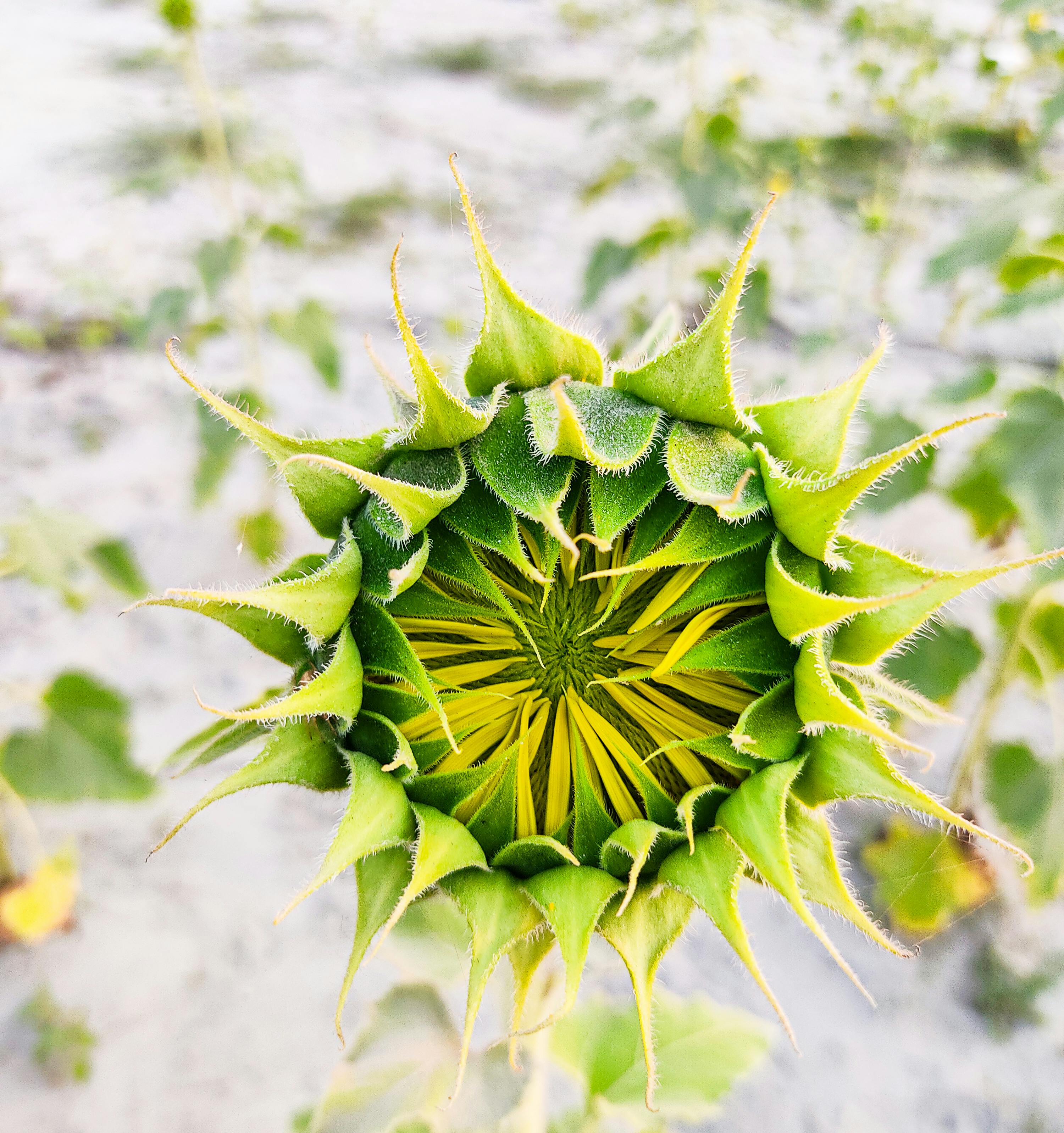 Bud of Sunflower · Free Stock Photo