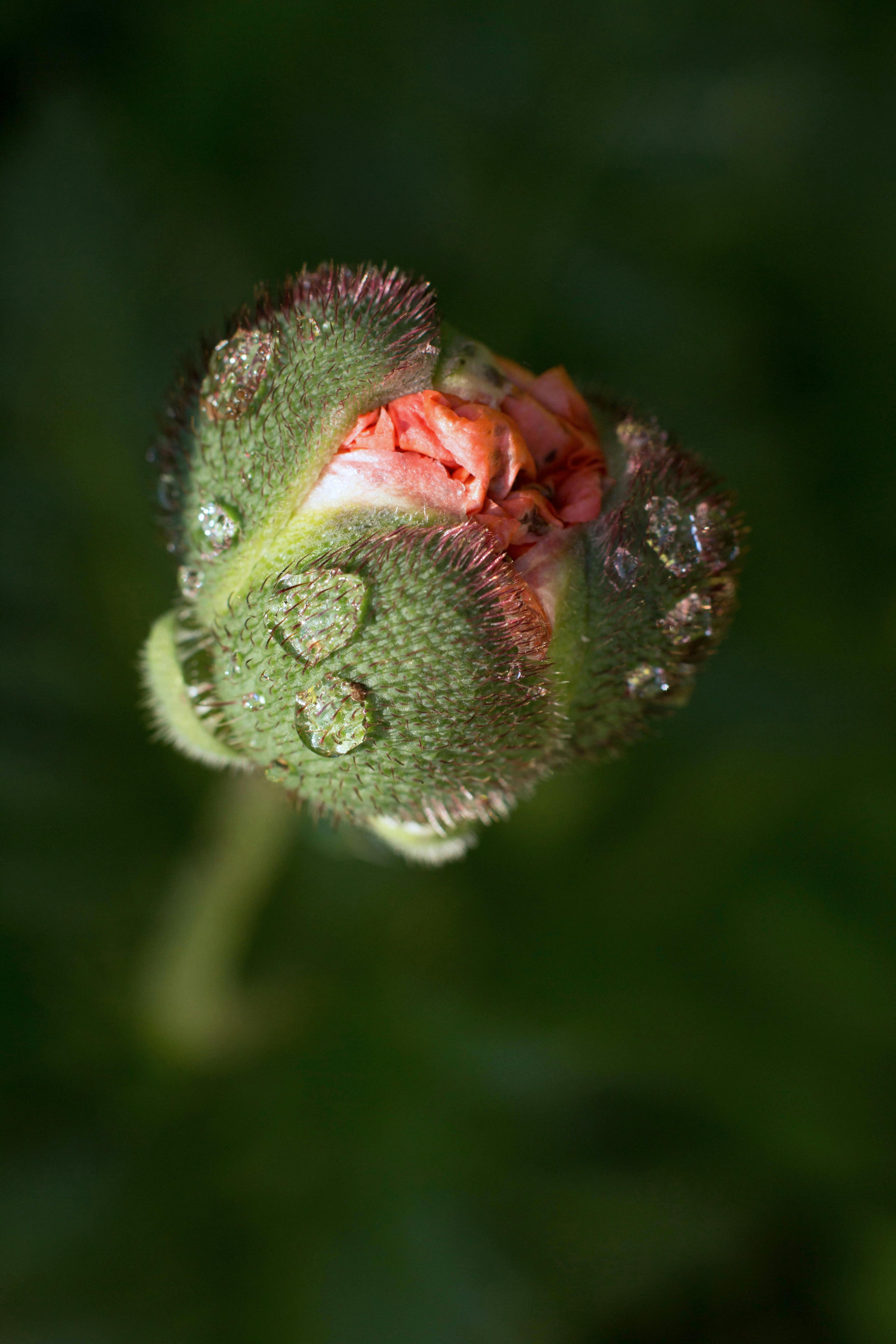 Macro Photography of a Red Rose Flower Bud · Free Stock Photo