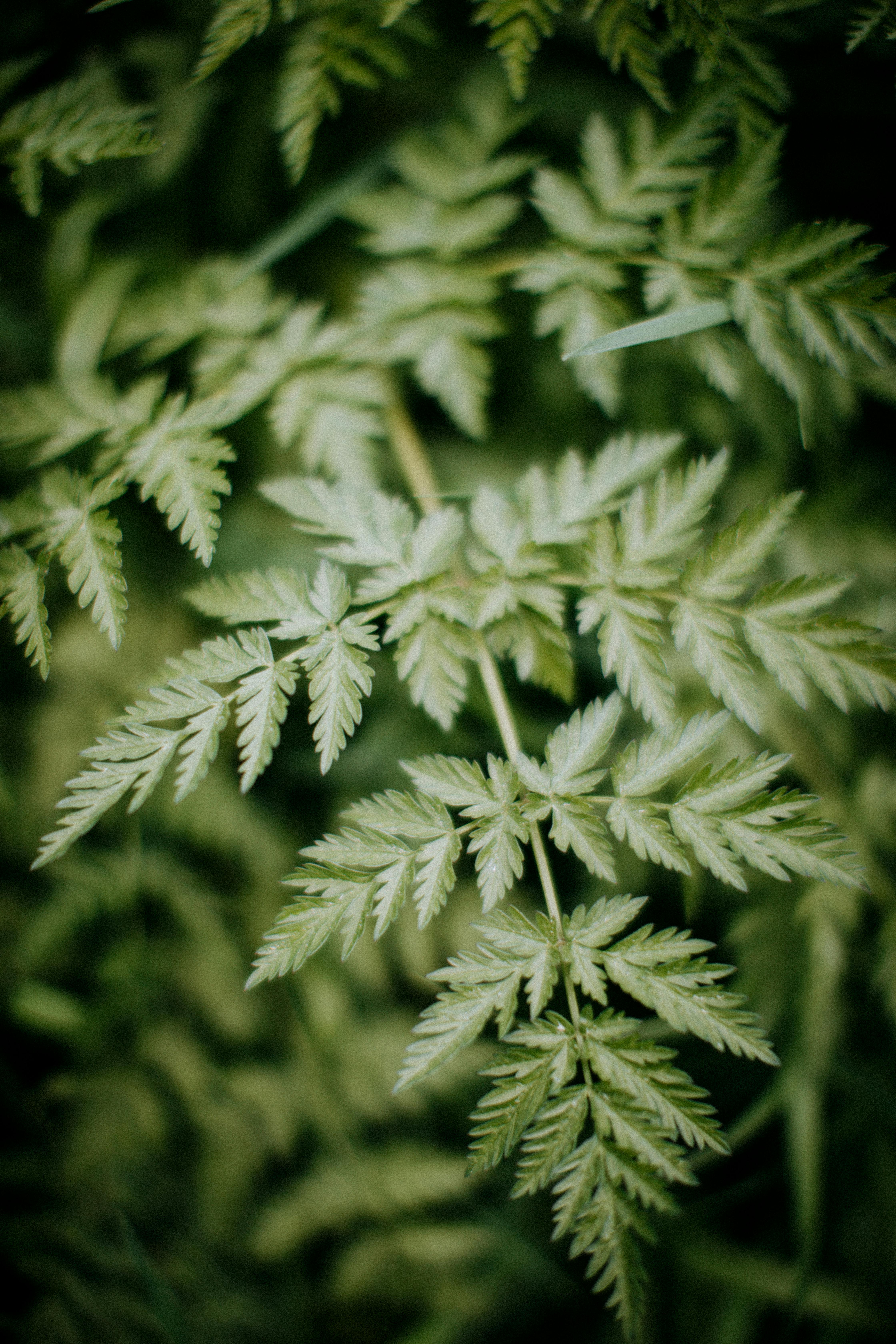 Poison Hemlock Leaves · Free Stock Photo