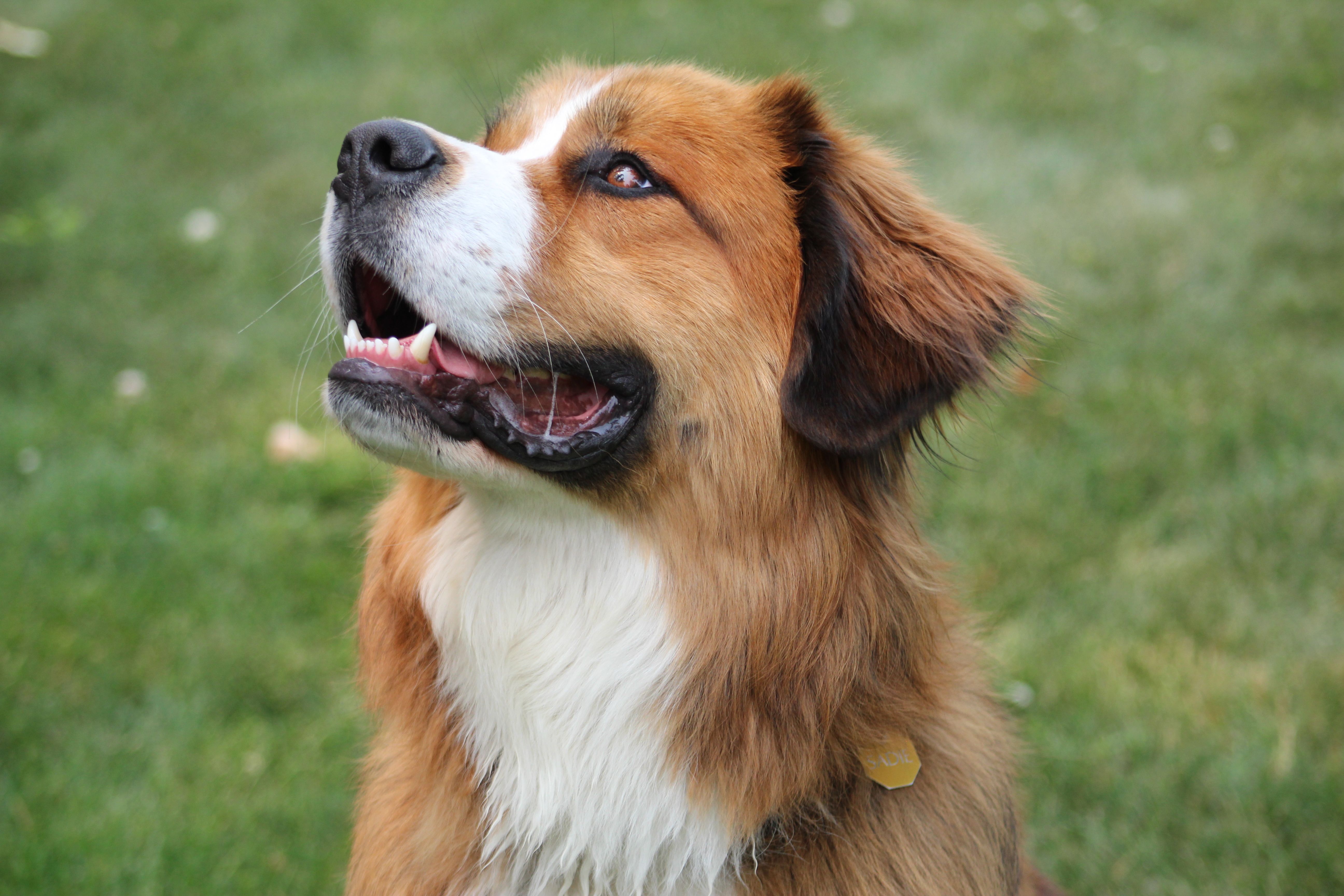 pets 5 Photos & Videos Collected by Sam Dancey